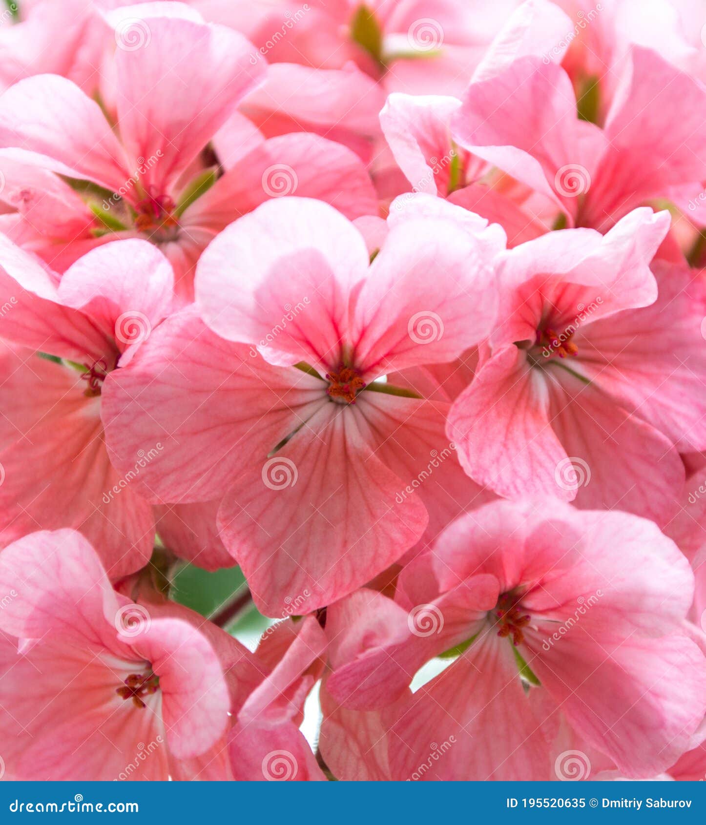 Geranium. Light Pink Flowers Stock Image - Image of background, bunch ...