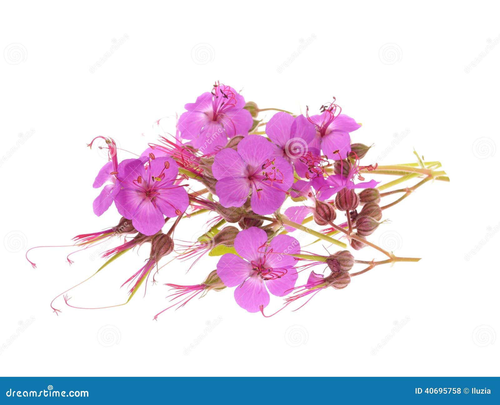 Geranium Macrorrhizum Or Common Geranium In Nature. Green Geranium ...