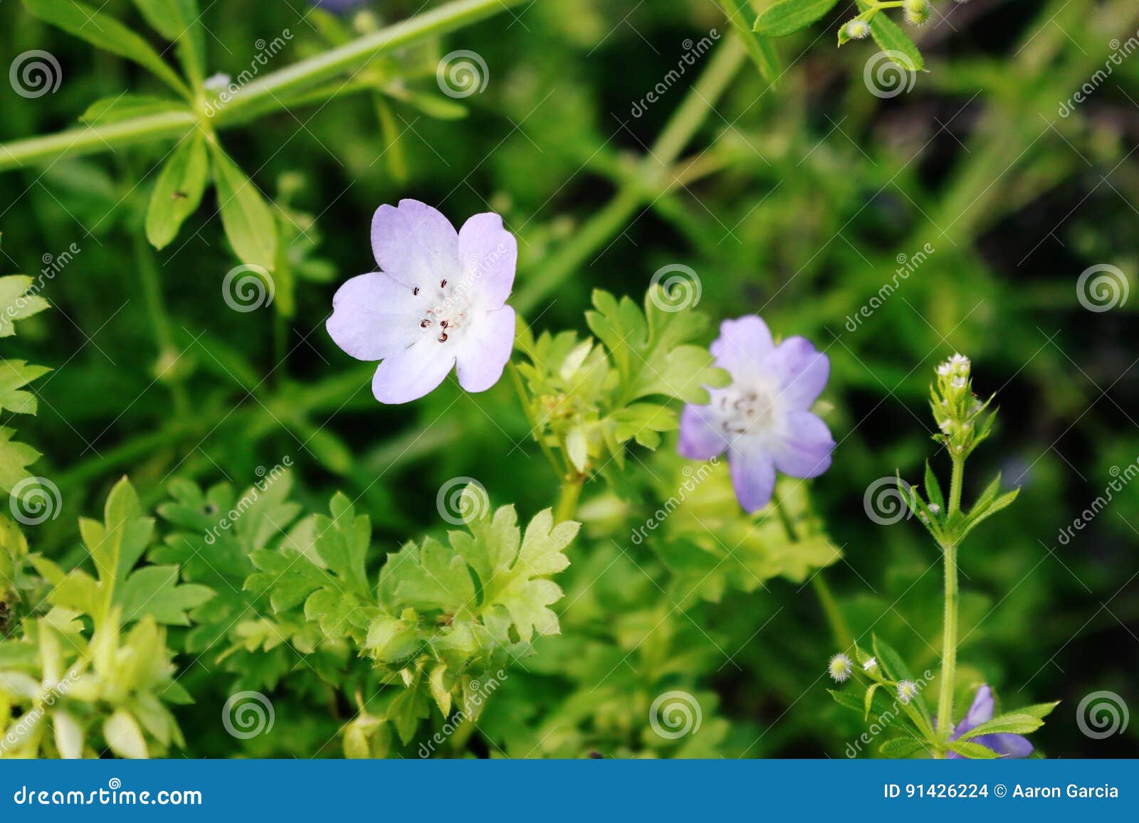 Geranium maculatum stock photo. Image of native, maculatum - 91426224