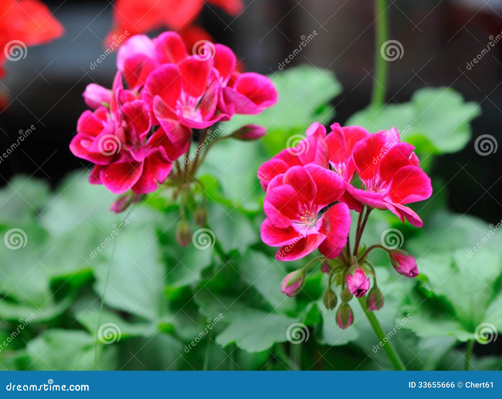 Geranium stock photo. Image of blooming, fresh, flower - 33655666