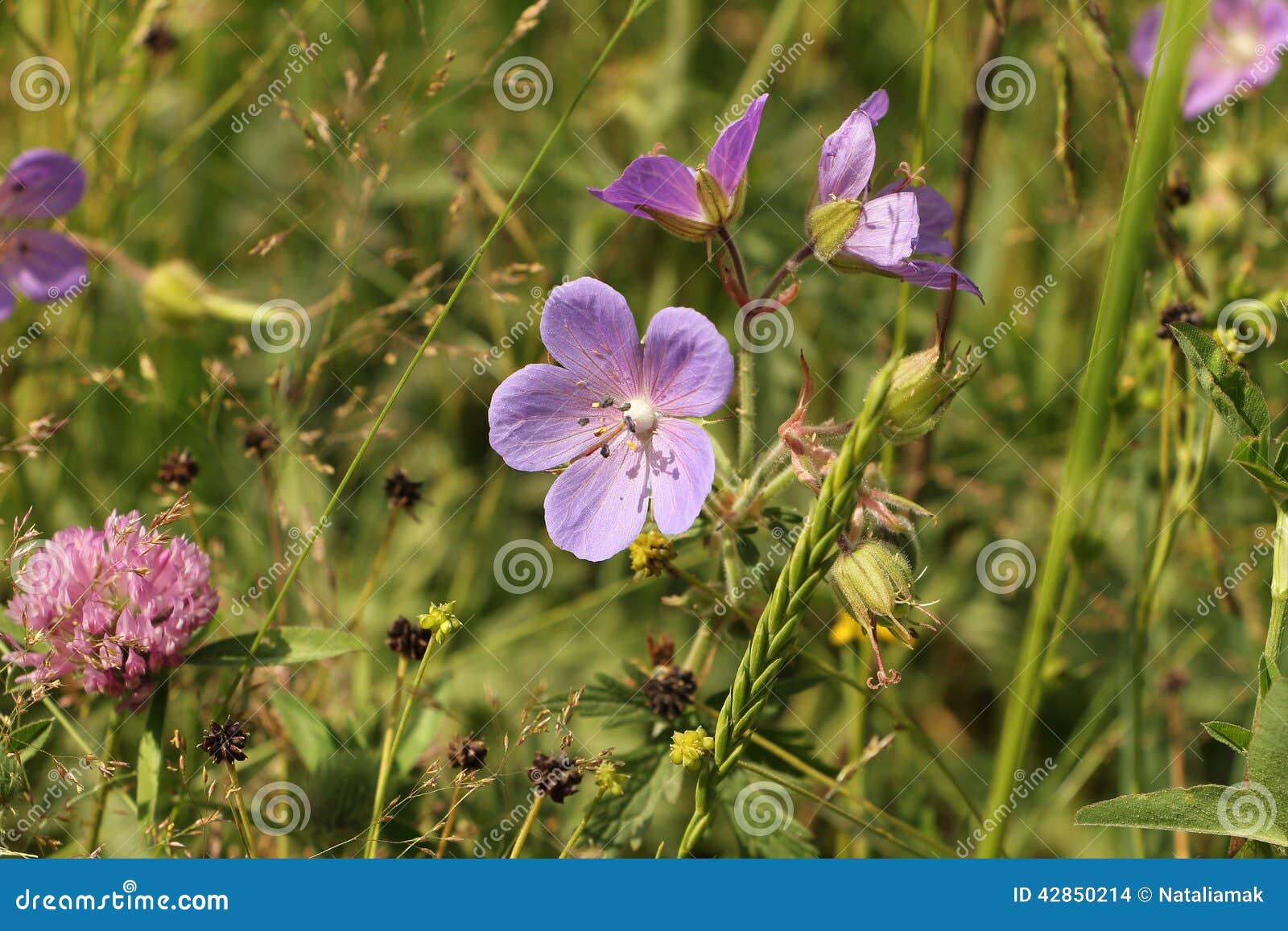Geranium stock photo. Image of group, officinal, grass - 42850214