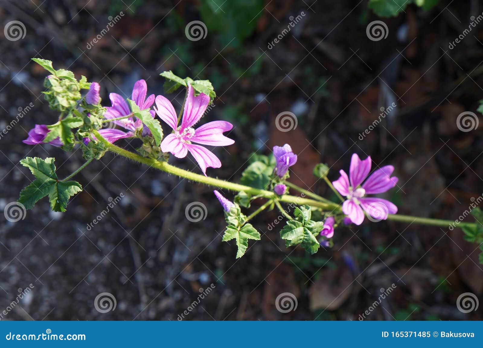Geranium Molle or the Pink Cranesbill Stock Image - Image of flora ...