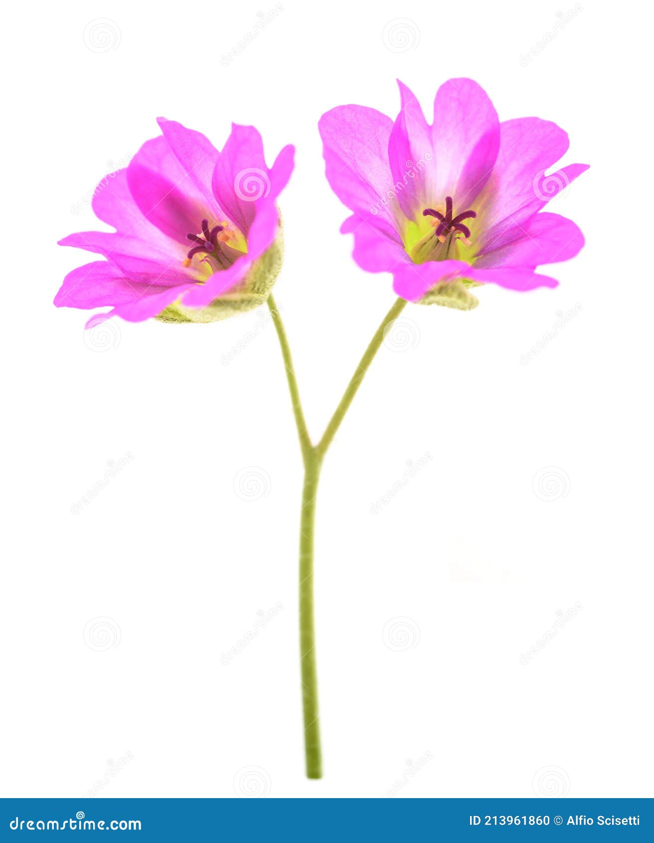 Geranium molle stock photo. Image of petals, cranesbill - 213961860