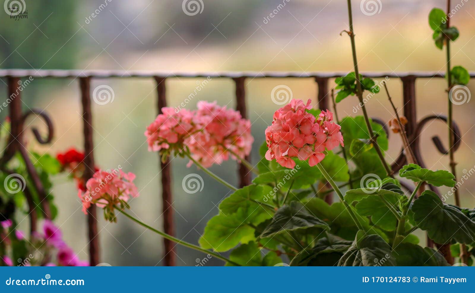 Geranium in morning stock image. Image of geranium, morning - 170124783