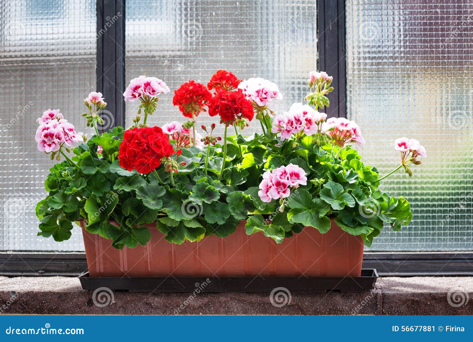 Geranium Op Venstervensterbank Stock Afbeelding - Image of binnen, glas ...