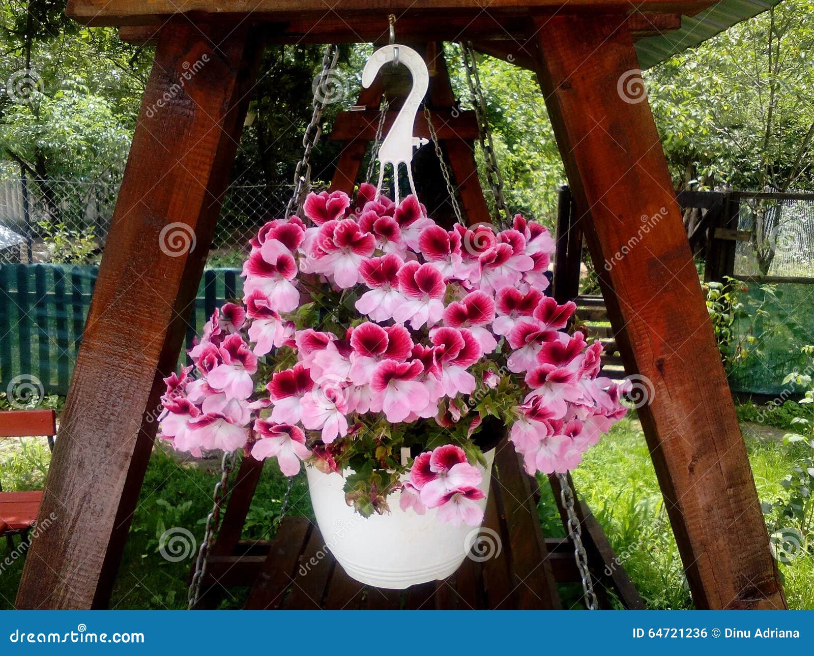 Geranium stock photo. Image of mucat, floare, ormamental - 64721236