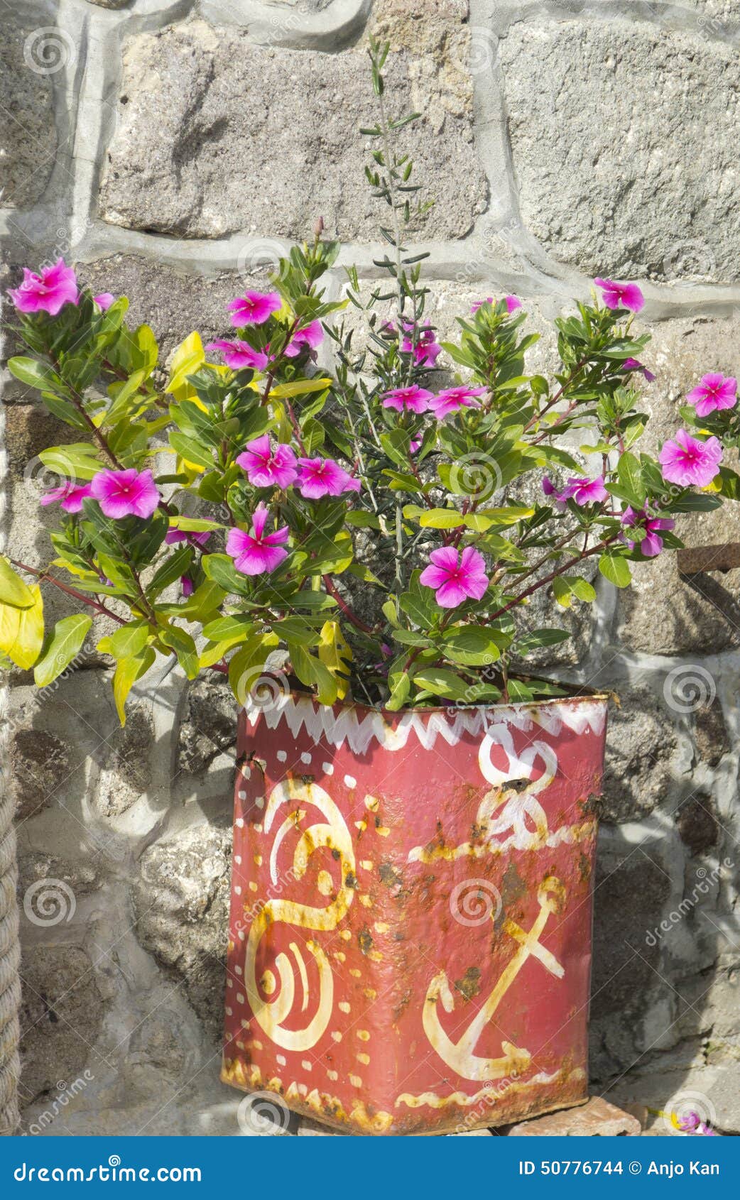 Geranium in Painted Olive Can Stock Photo - Image of natural, island ...