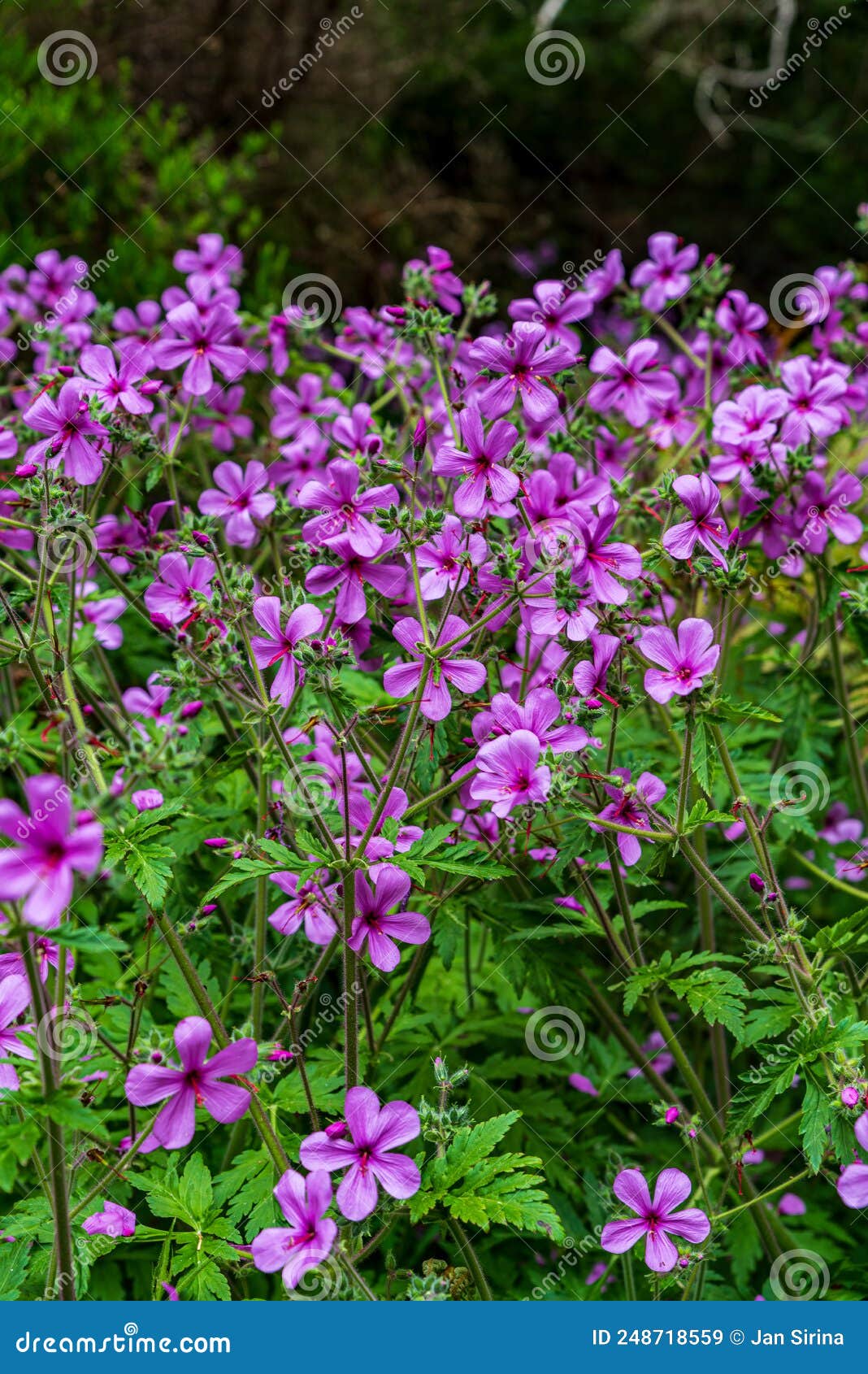 Geranium Palmatum Cav. in Madeira Island Stock Image - Image of scenics ...
