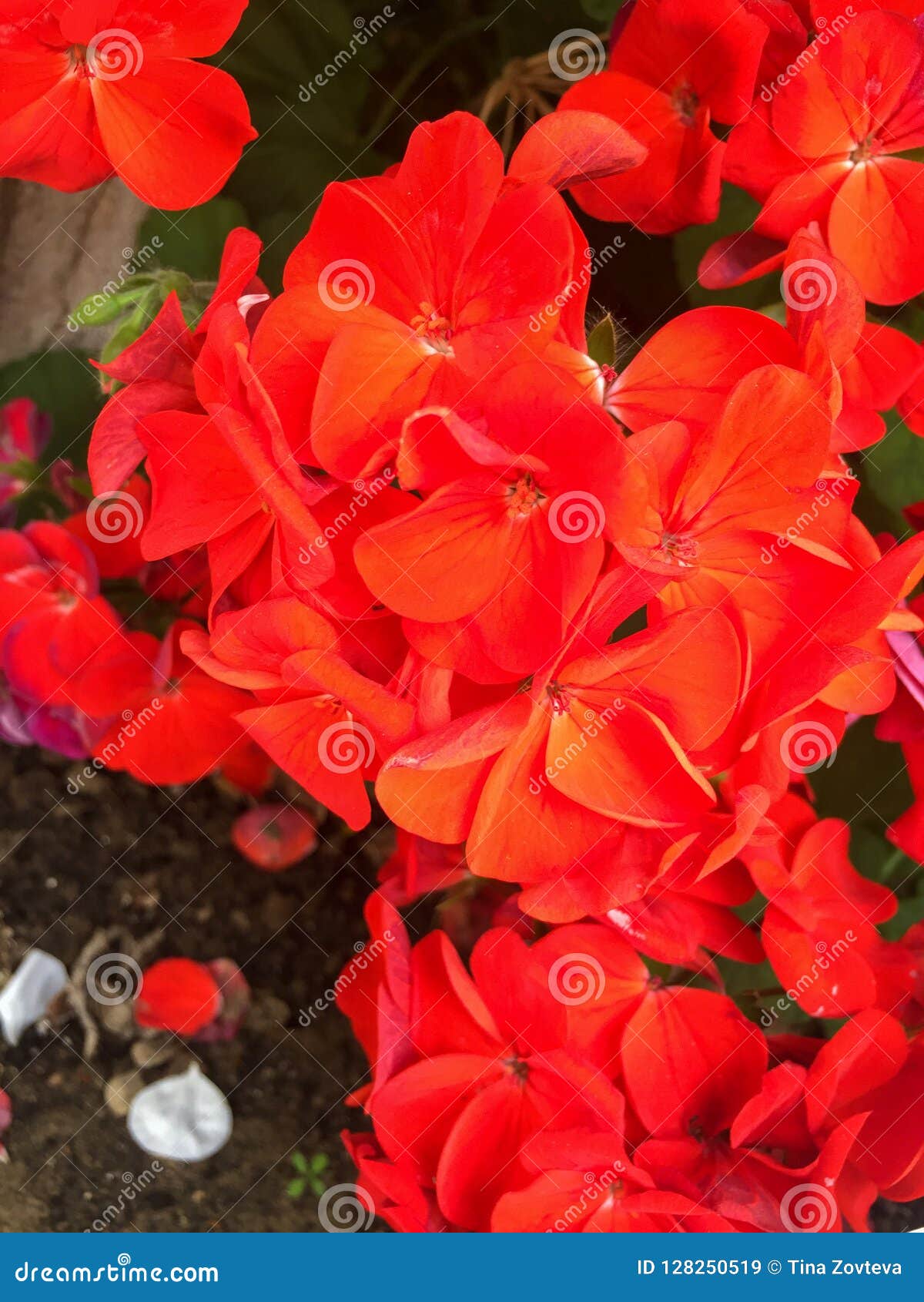 Geranium Pelargonium Flowers Stock Image - Image of colours, botanical ...