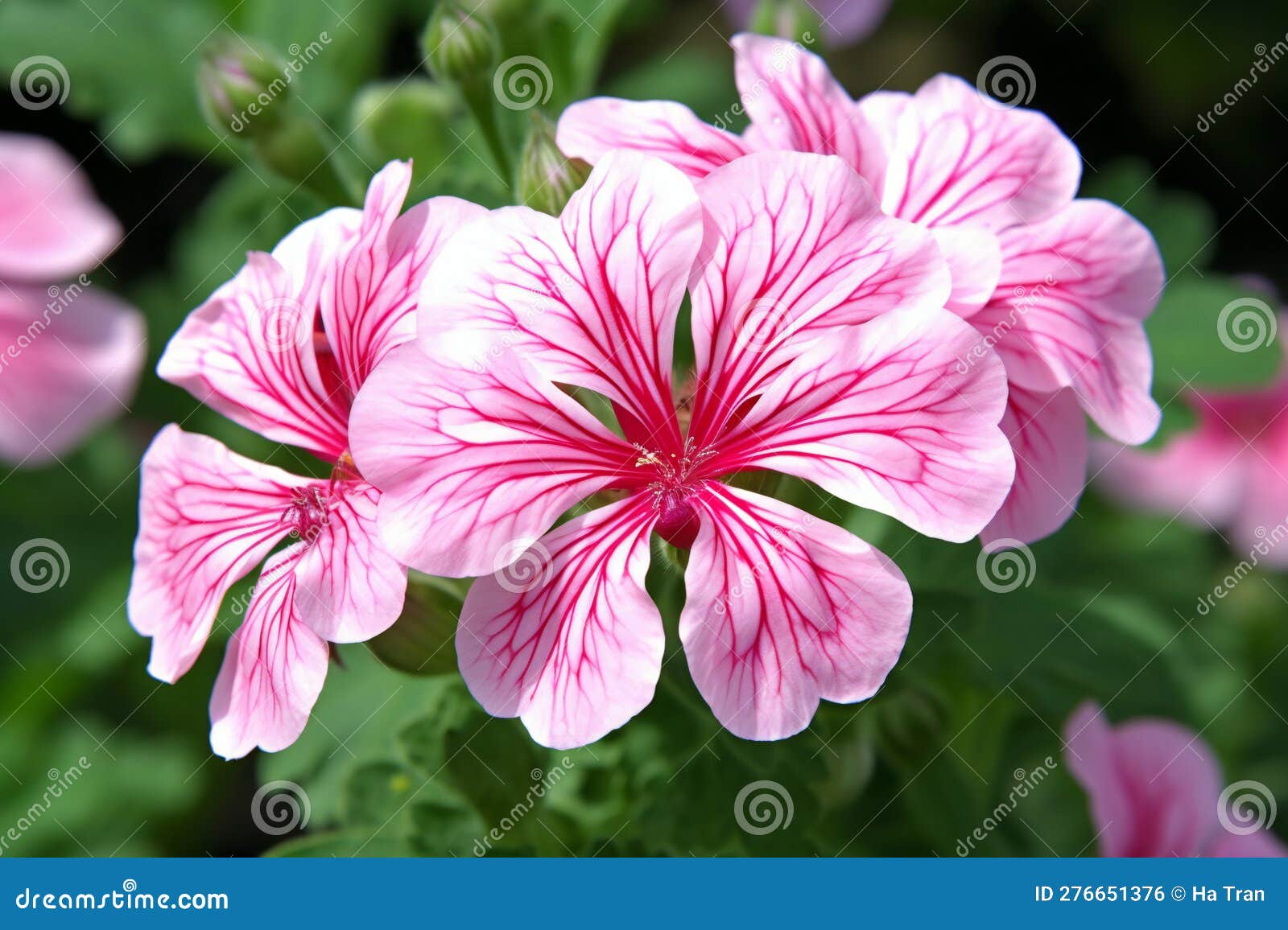 Geranium, Pelargonium Flower One Line Art Drawing. Simple Vector Line ...