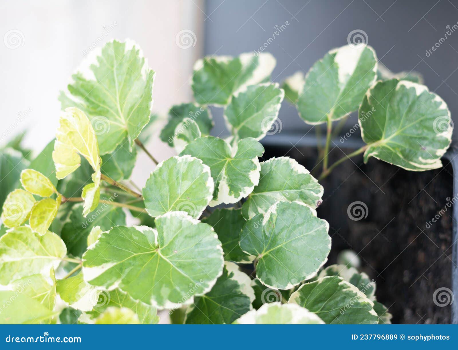 Geranium Pelargonium Hortorum Brocade Wilhelm Langguth Hojas Variadas ...
