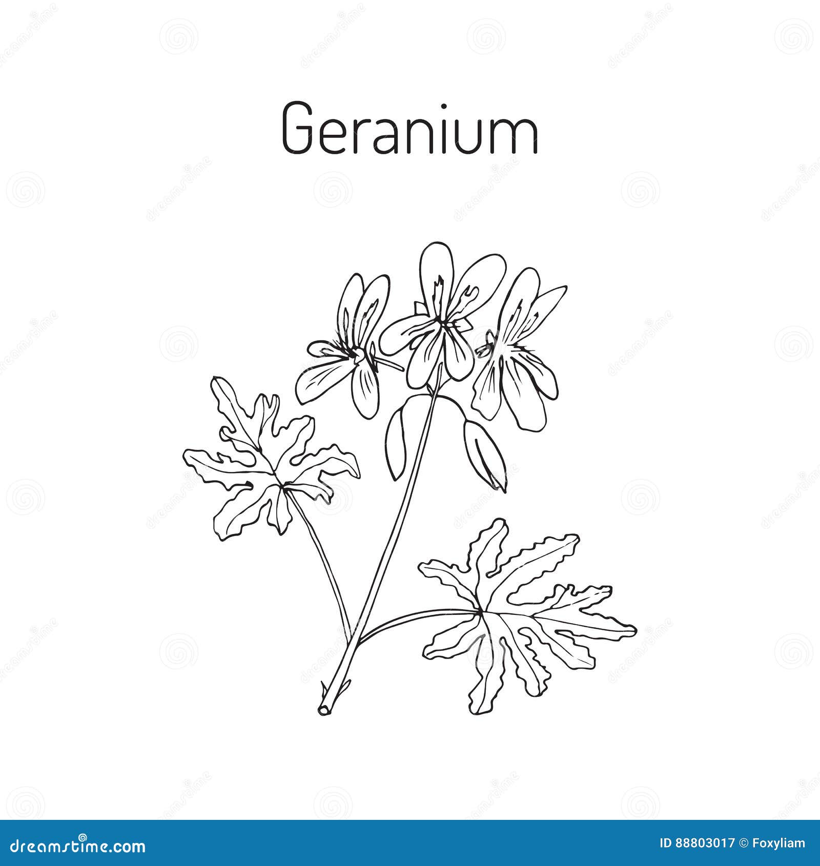 Geranium or Pelargonium, Medicinal and Aromatic Plant Stock Vector ...