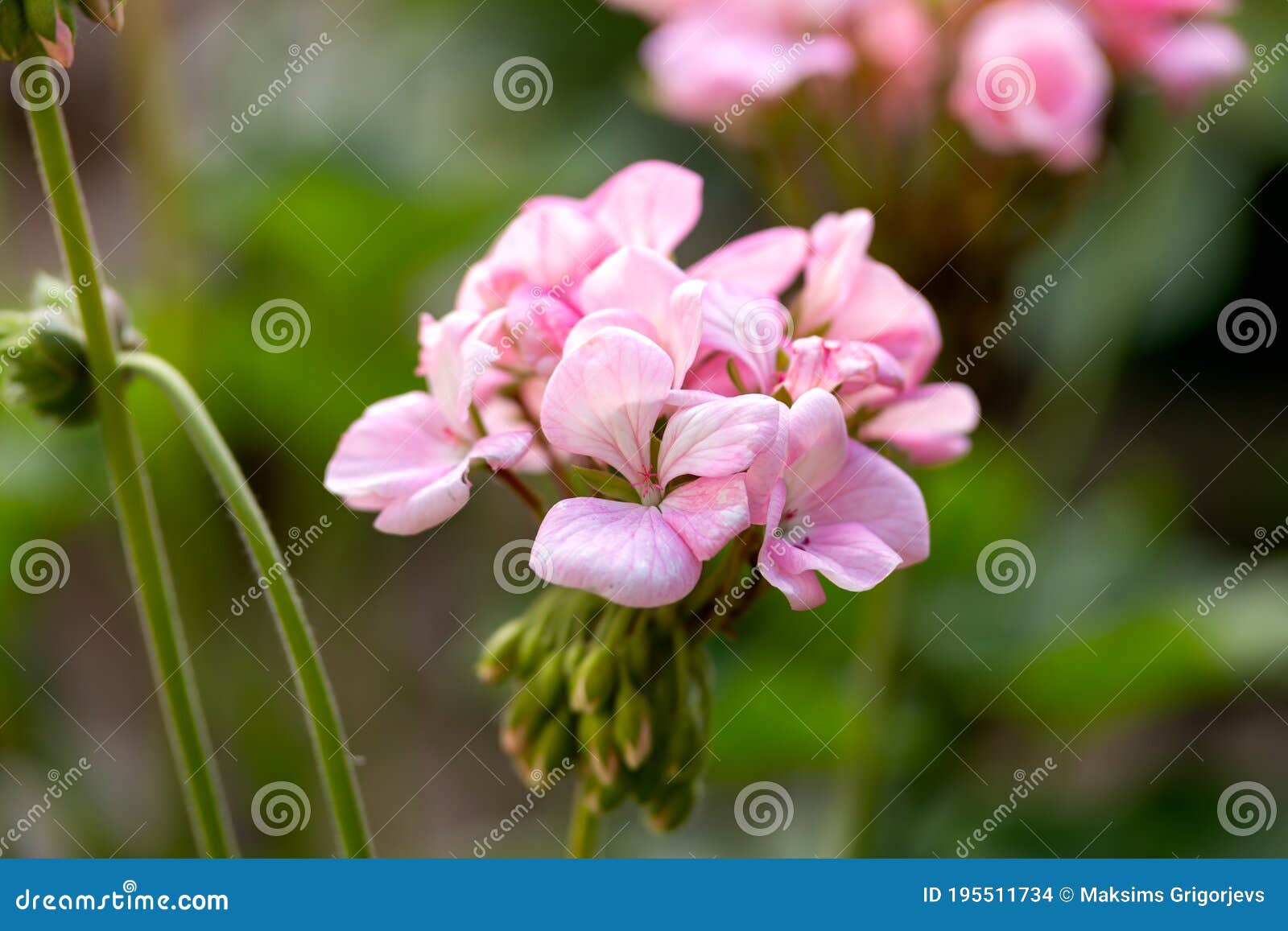 Geranium Pelargonium Plant Roze Bloemen in Zomertuin Stock Foto - Image ...