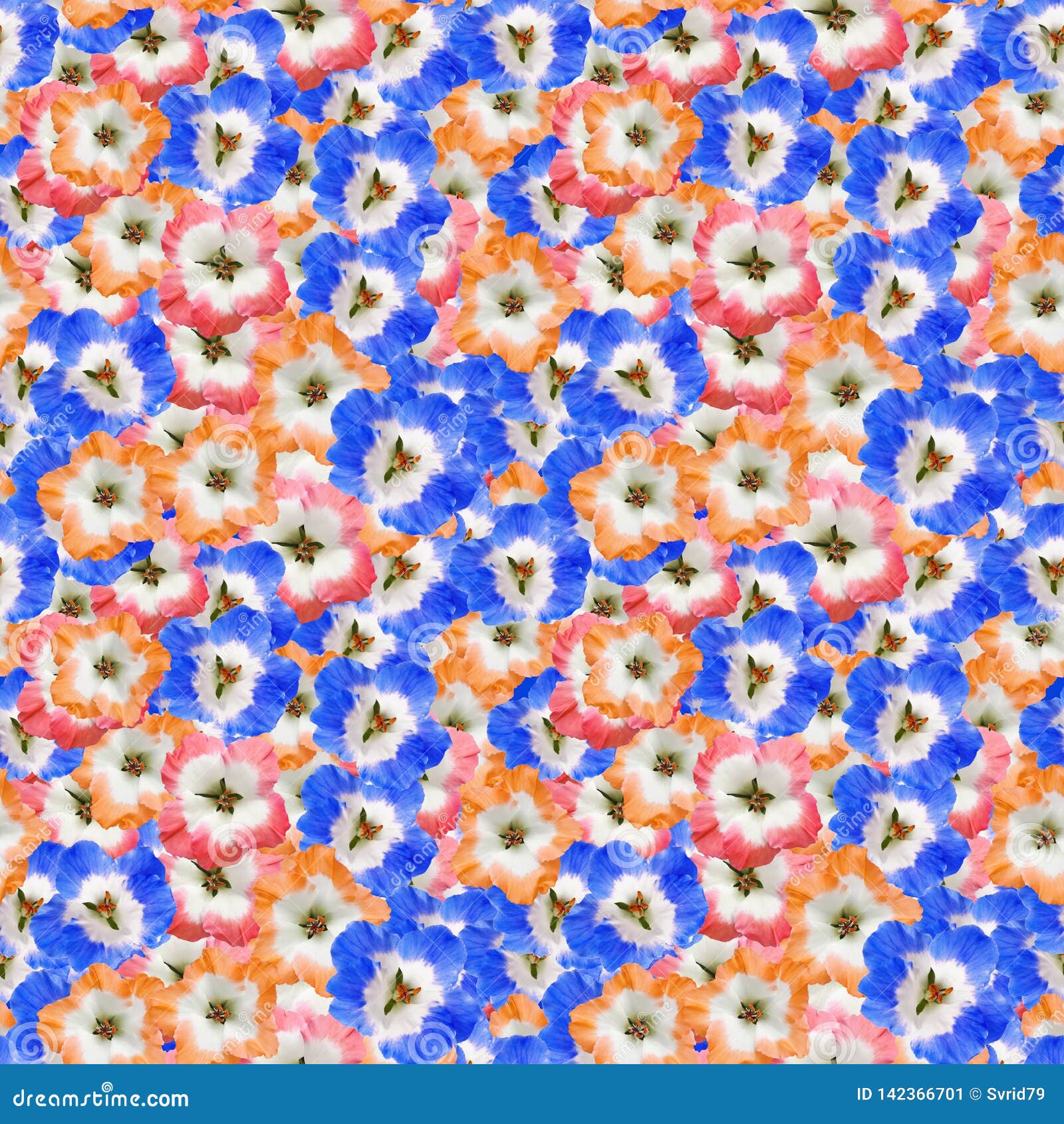 Geranium, Pelargonium. Seamless Pattern Texture of Flowers. Floral ...