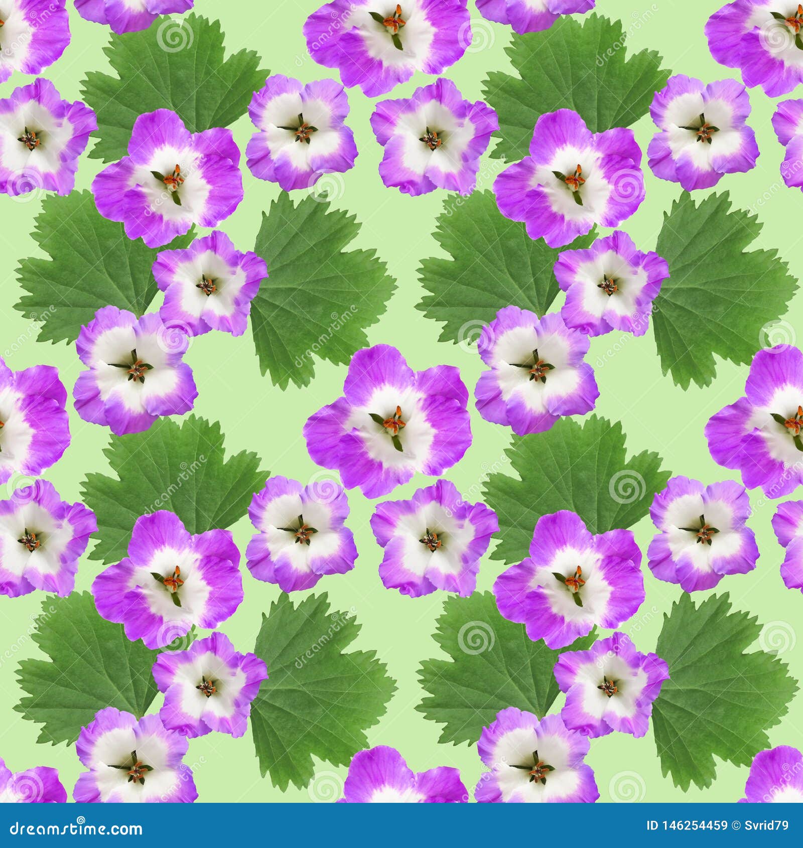 Geranium, Pelargonium. Seamless Pattern Texture of Flowers. Floral ...
