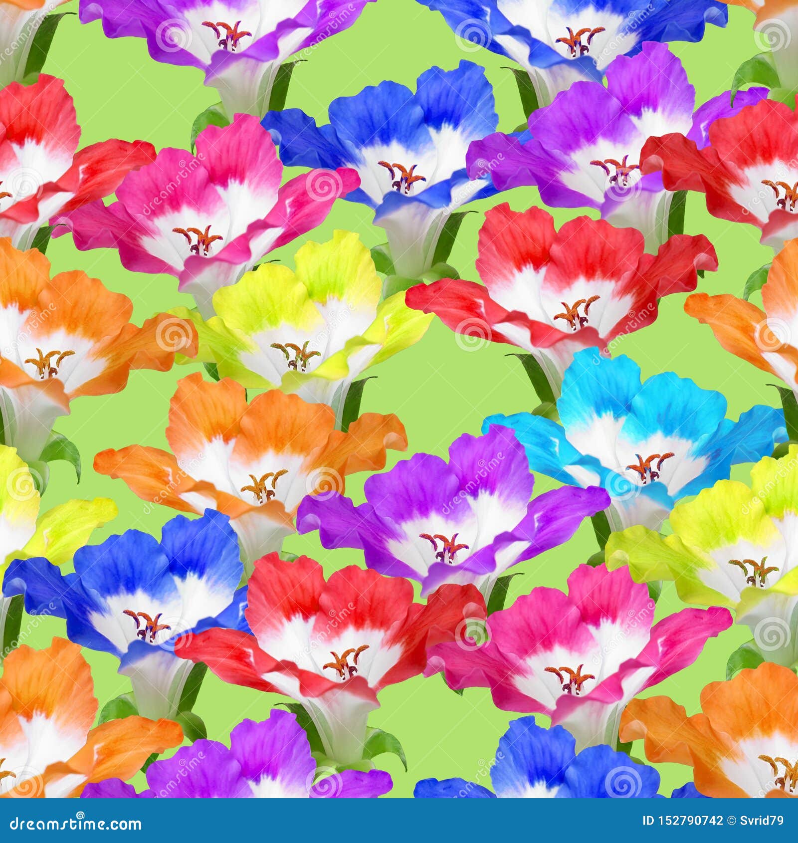 Geranium, Pelargonium. Seamless Pattern Texture of Flowers. Floral ...