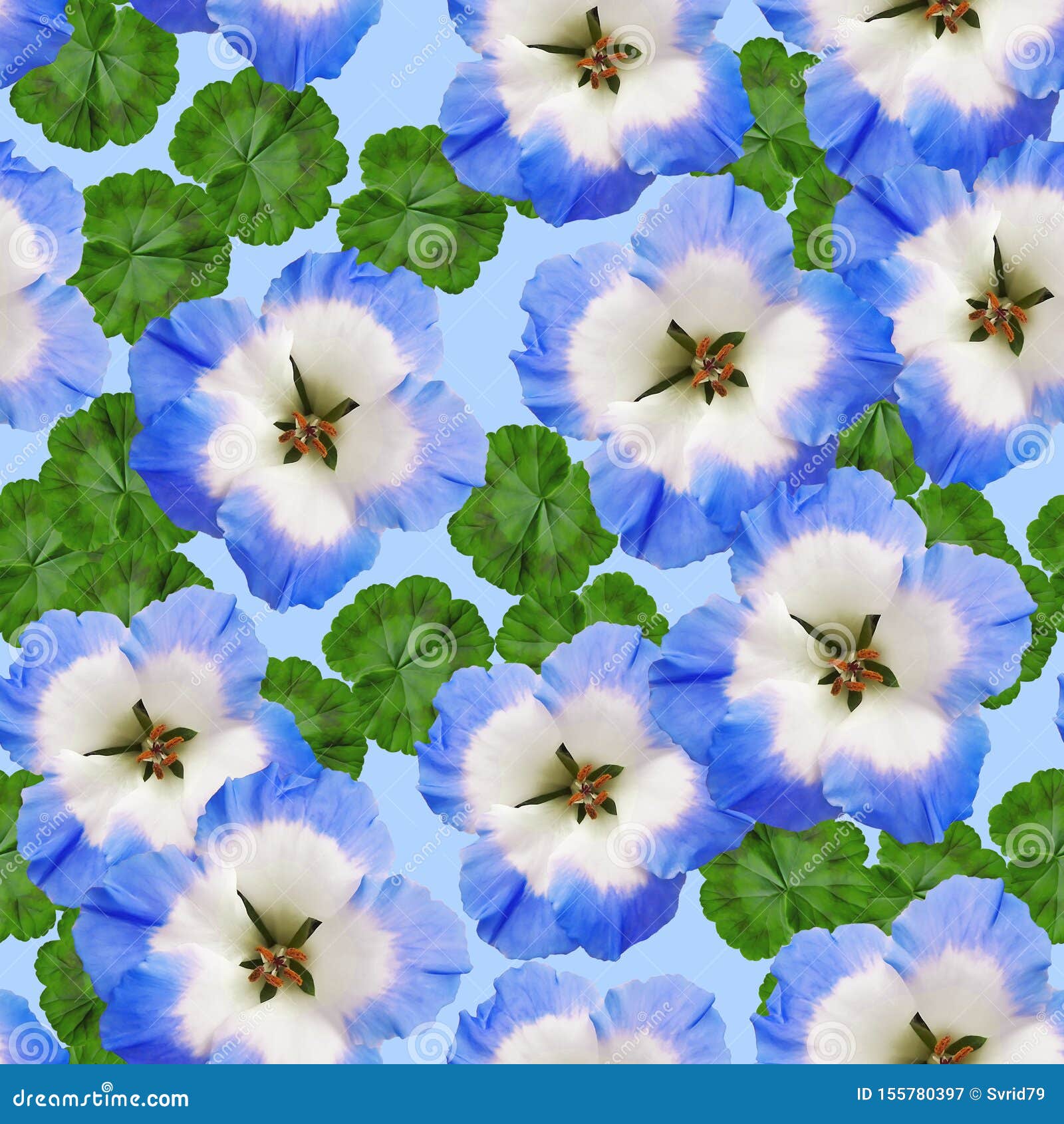 Geranium, Pelargonium. Seamless Pattern Texture of Flowers. Floral ...