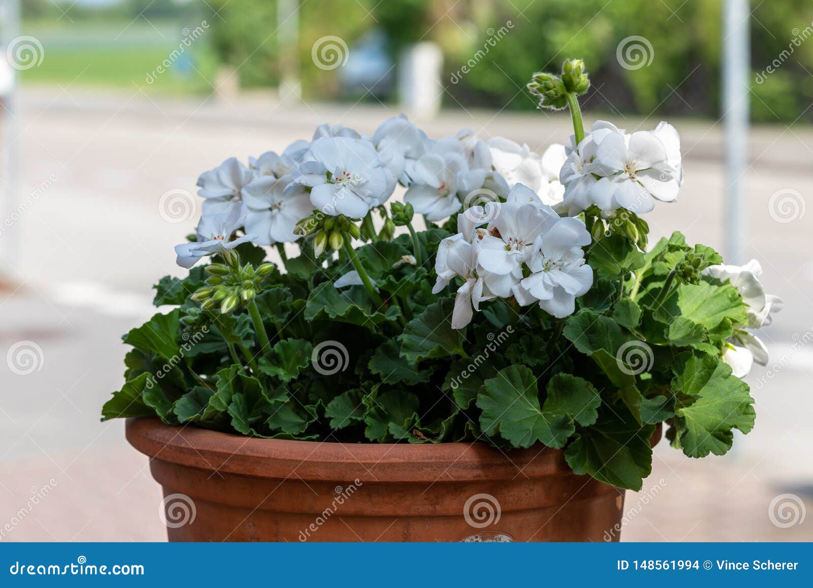 Geranium Pelargonium with White Flowers Also Known As Cardinal, Common ...