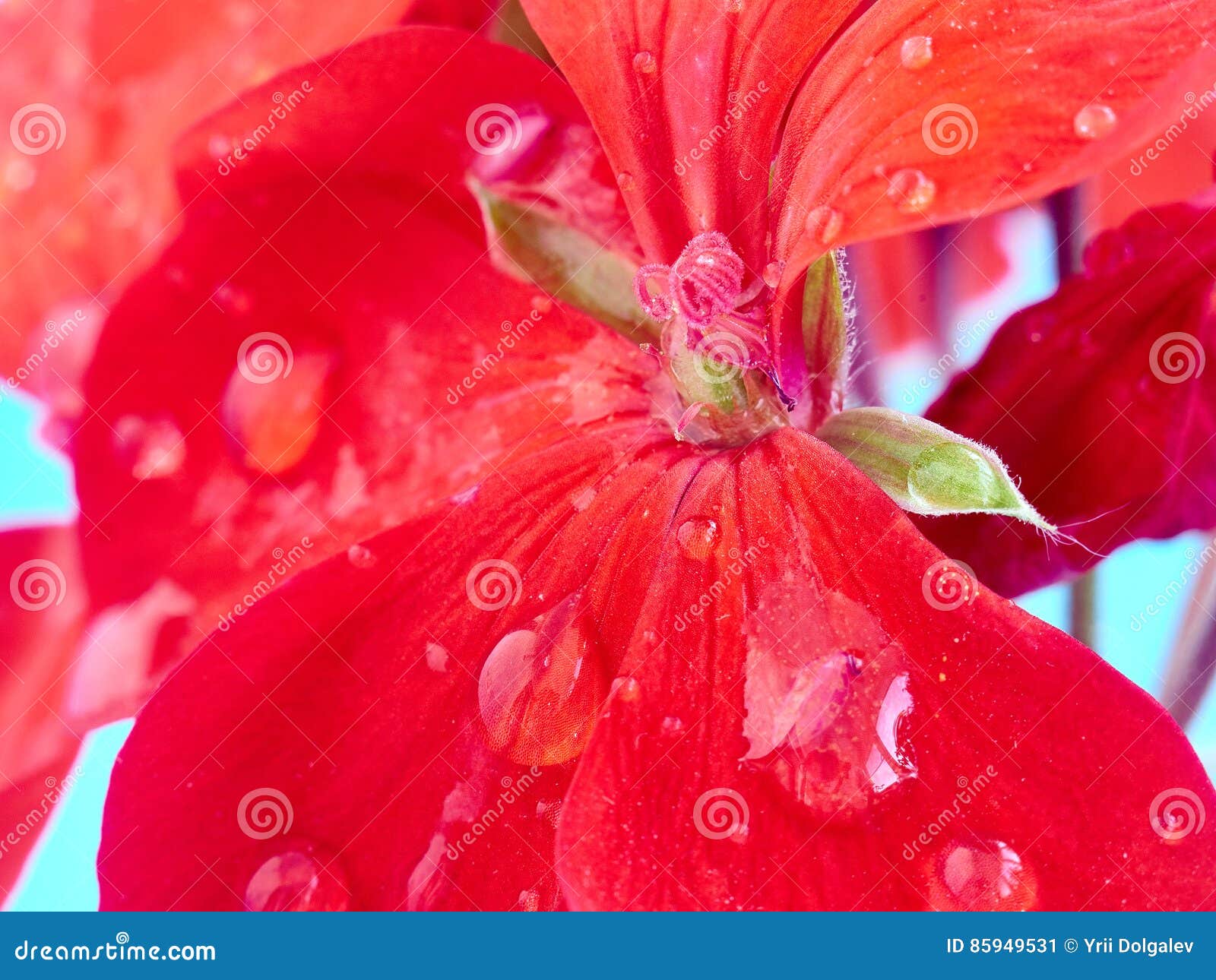 Geranium petals stock image. Image of vivid, beauty, blooming - 85949531
