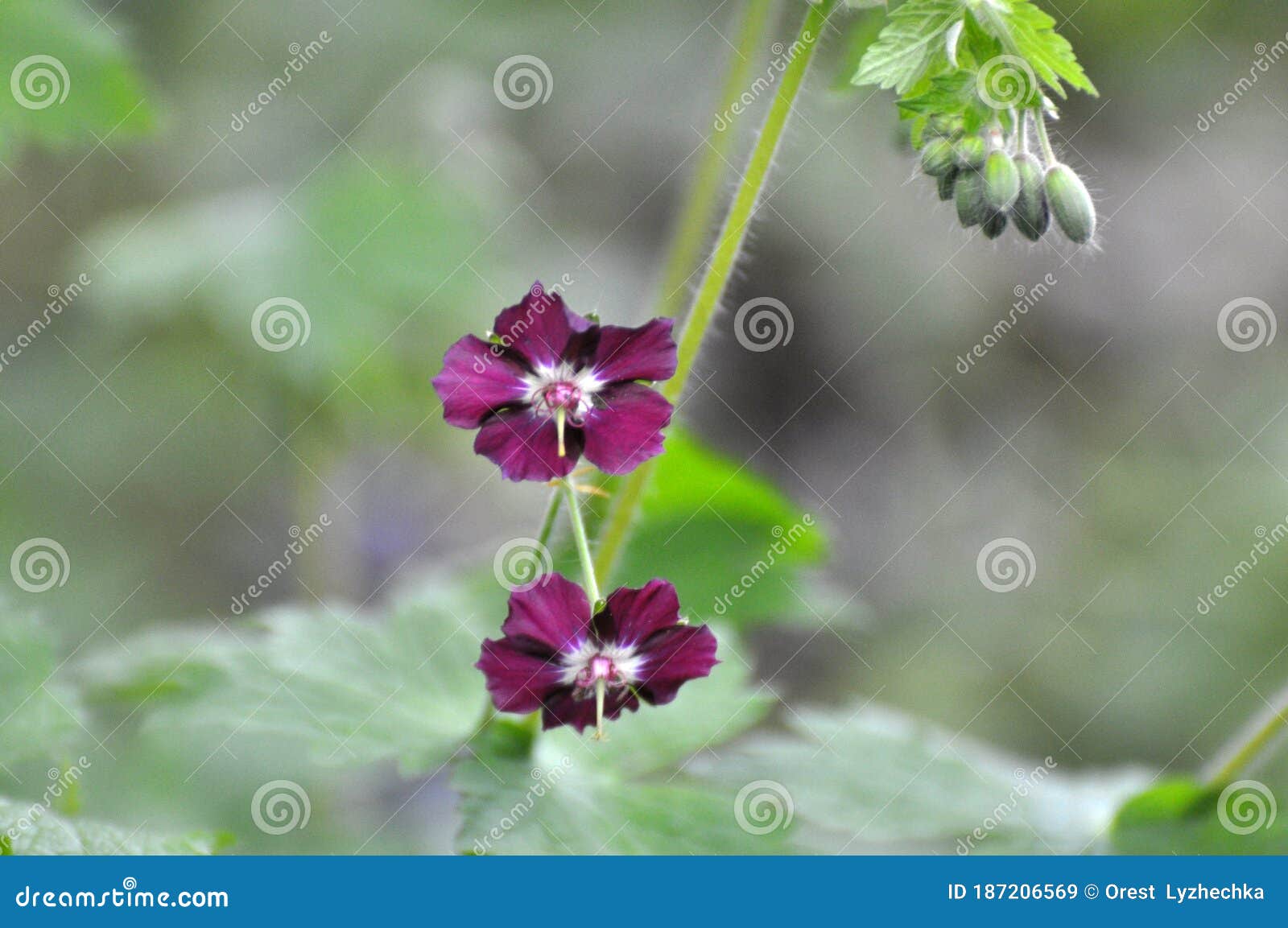 Geranium Phaeum Blooms in Nature in Spring Forest Stock Image - Image ...