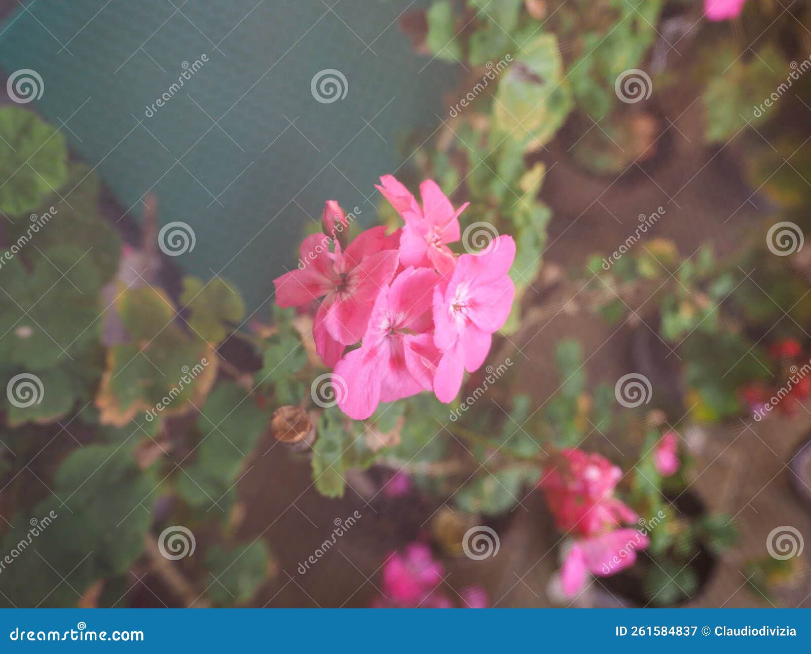 Geranium Pink Flower Scient. Class. Geraniales Stock Image - Image of ...