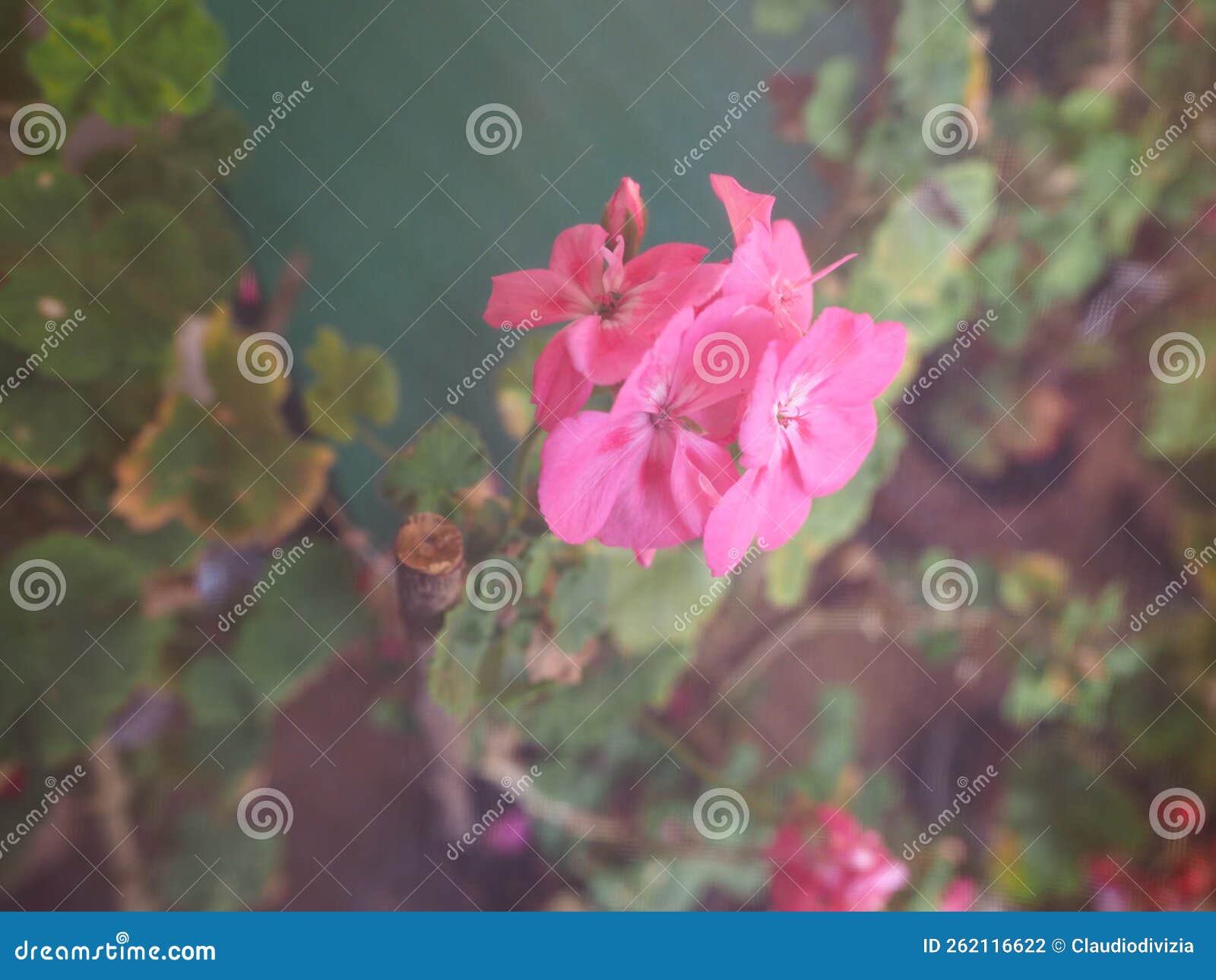 Geranium Pink Flower Scient. Class. Geraniales Stock Photo - Image of ...