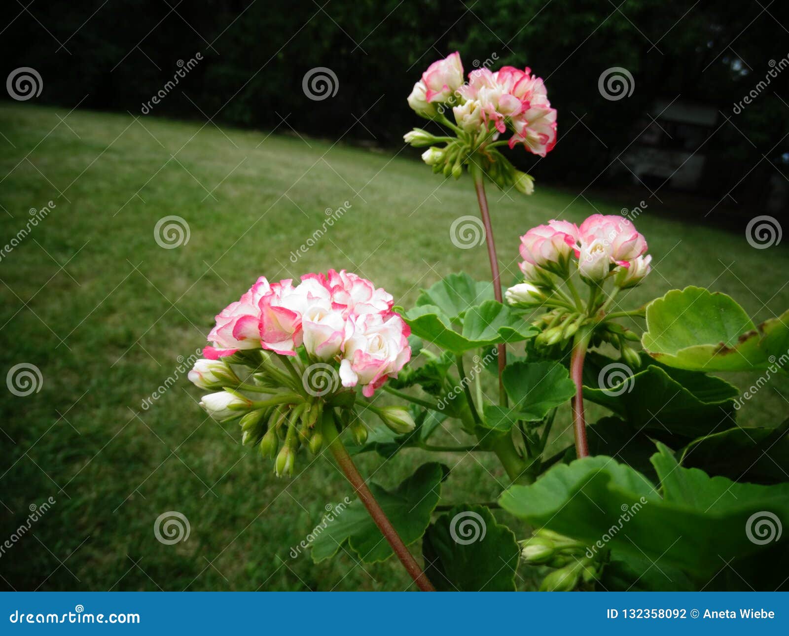 Apple blossom geranium stock photo. Image of geranium - 132358092