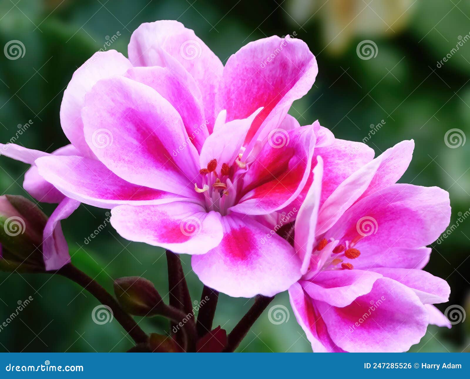 Geranium - Pink White Flowers in the Garden Stock Photo - Image of ...