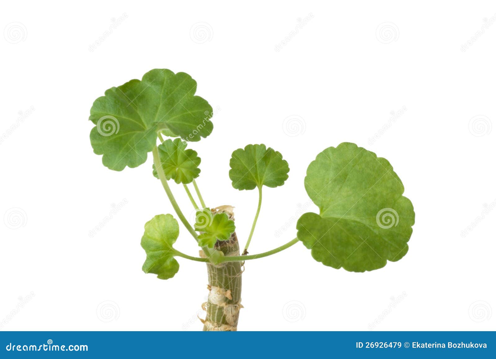 Geranium Plant Stem with Leaves Stock Image - Image of twig, green ...