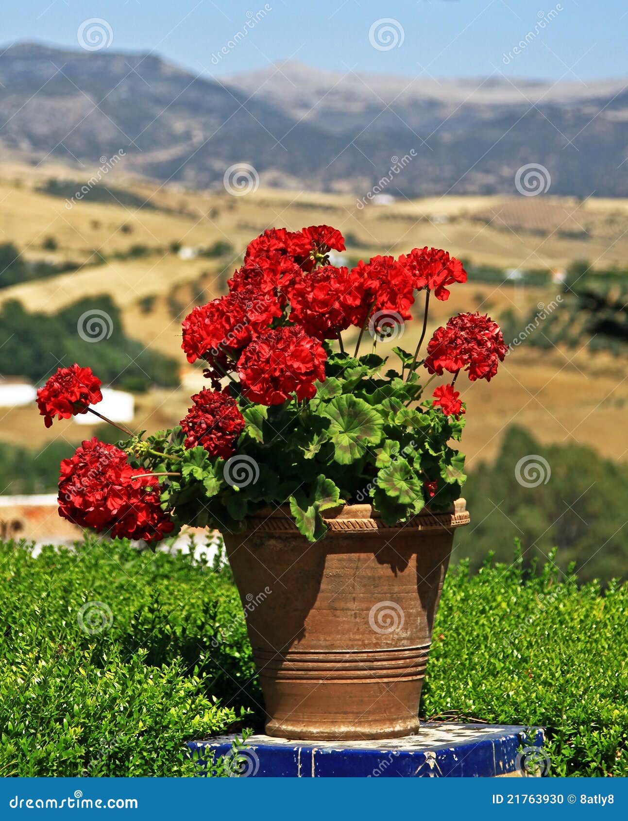 Geranium in a pot stock photo. Image of andalusian, country - 21763930