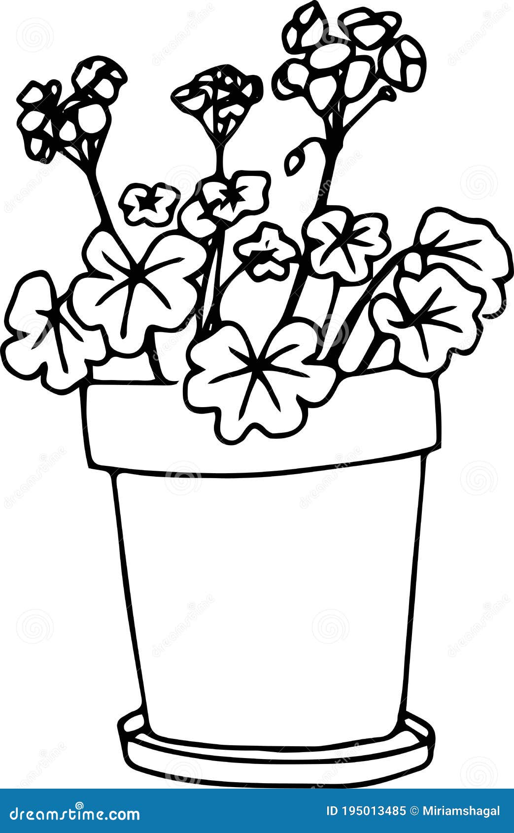 Geranium in the Pot, Home Plant Stock Illustration - Illustration of ...