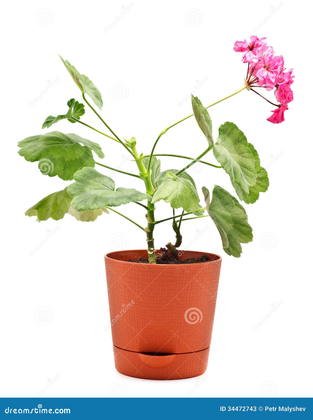 Geranium in Pot stock image. Image of fresh, pelargonium - 34472743