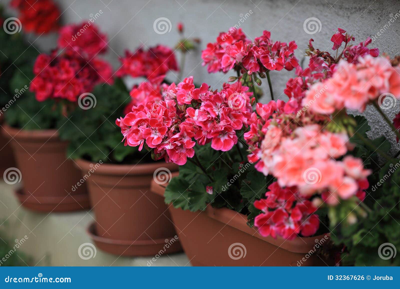 Geranium in pots stock photo. Image of beautiful, summer - 32367626