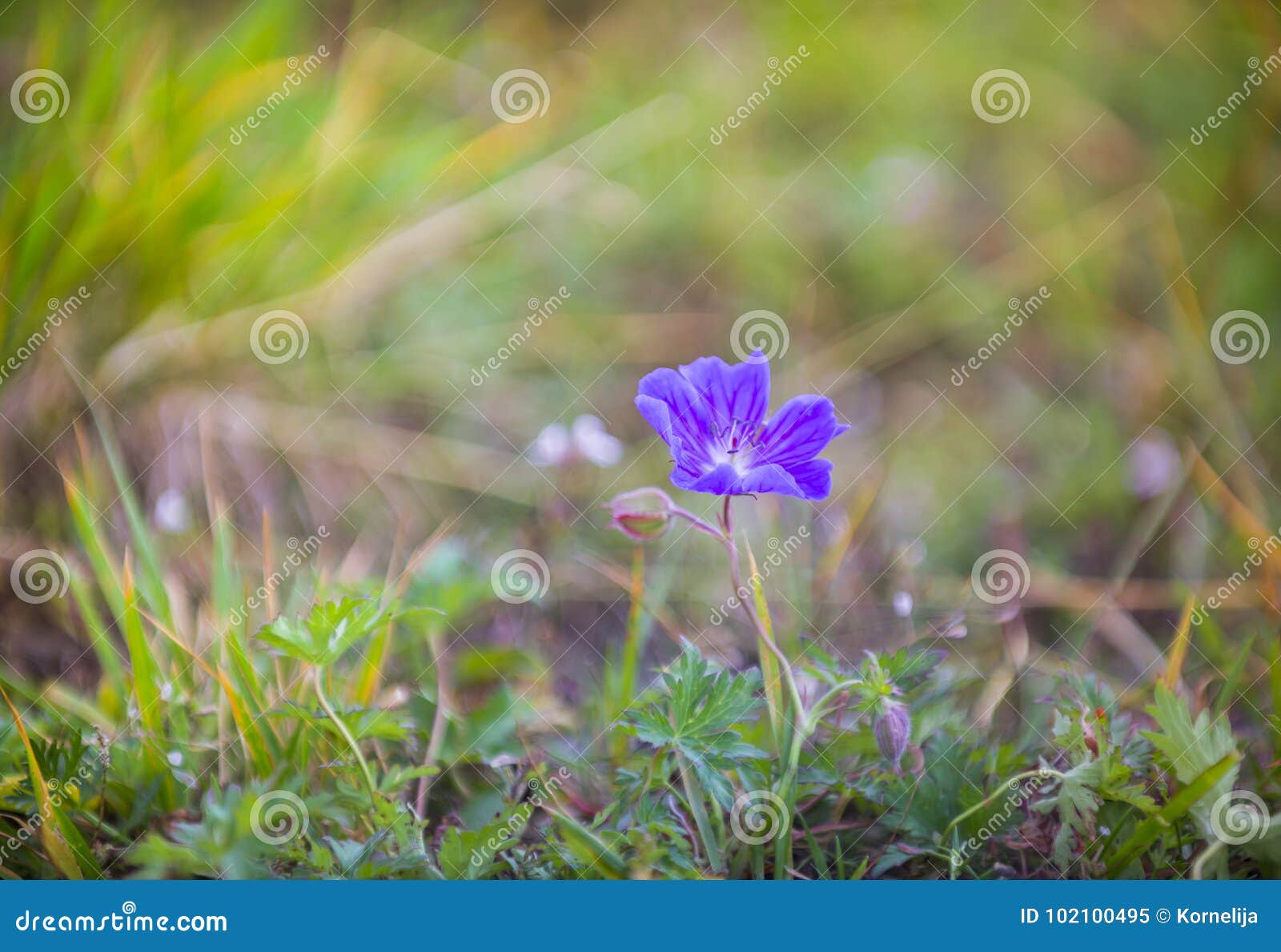 Geranium pratense flowers stock image. Image of wild - 102100495