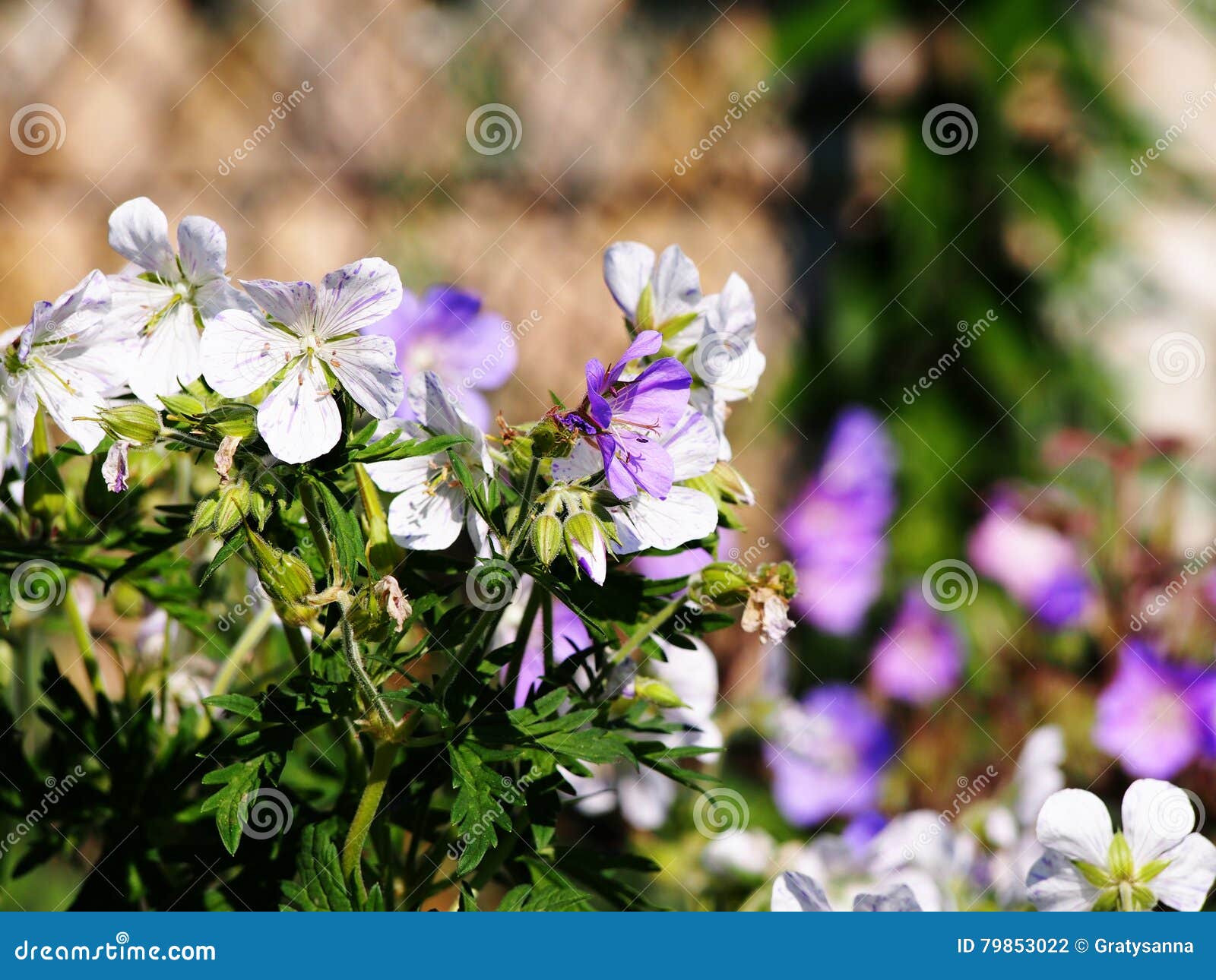 Geranium Pratense `Splish-Splash` Stock Photo - Image of double ...