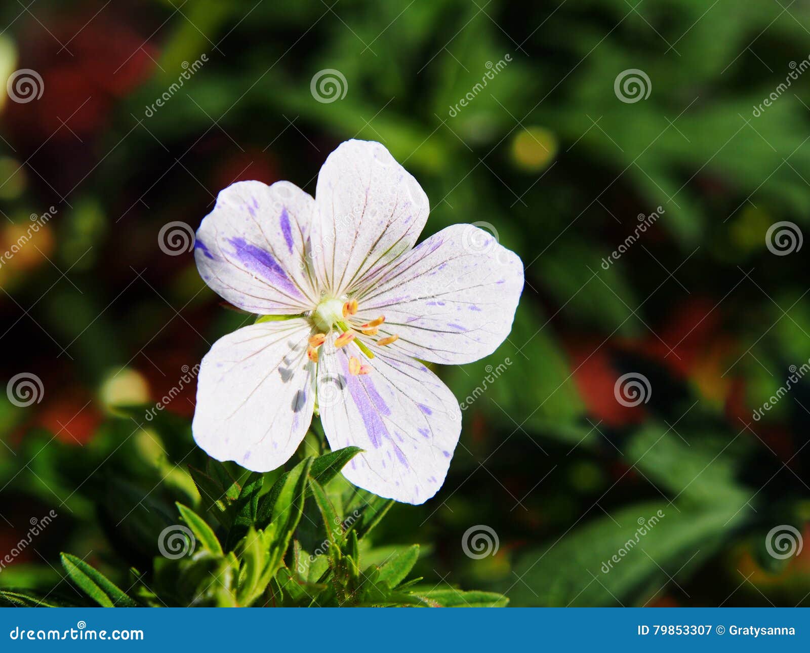 Geranium Pratense `Splish-Splash` Stock Image - Image of beautiful ...