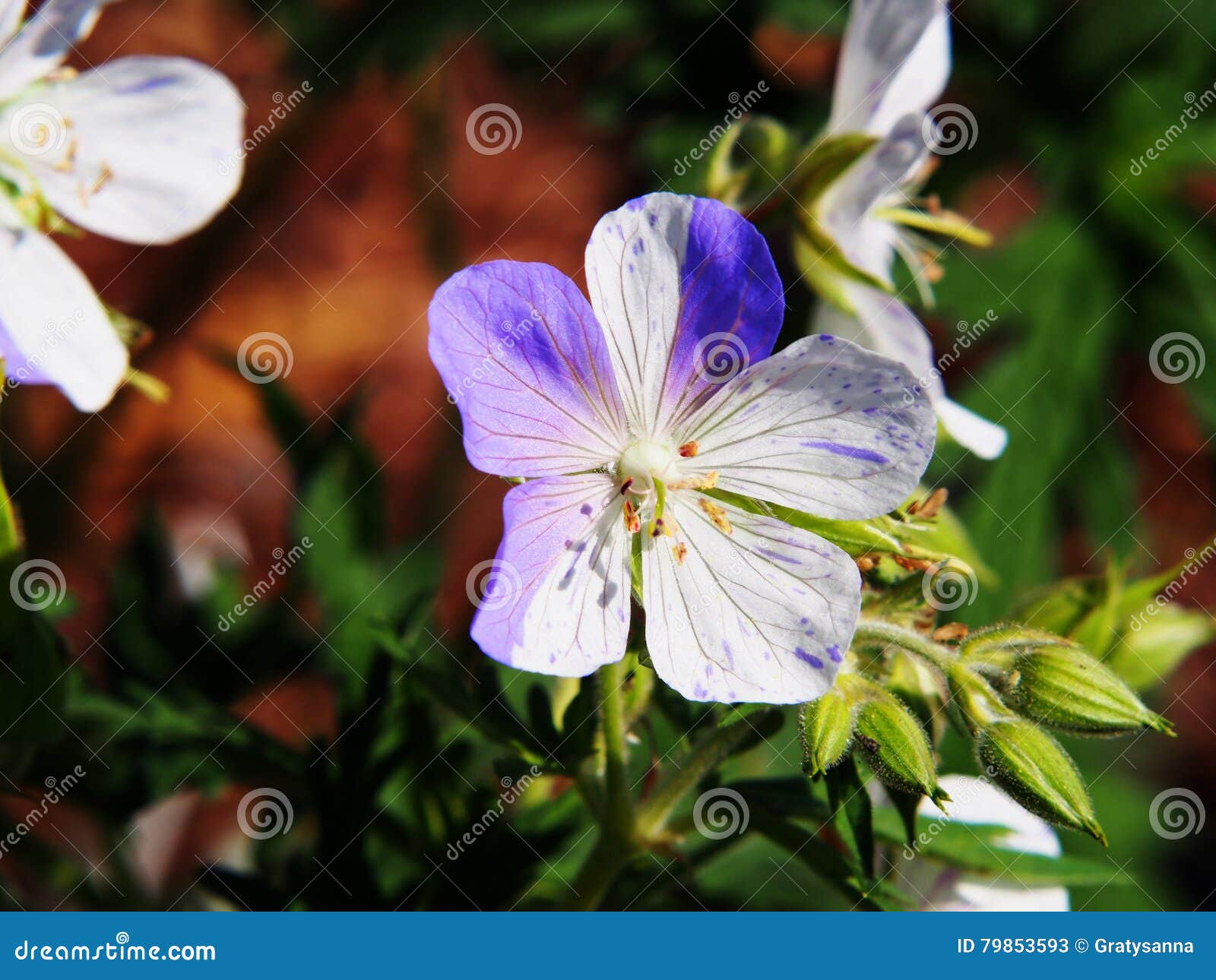 Geranium Pratense `Splish-Splash` Stock Image - Image of colored, leaf ...