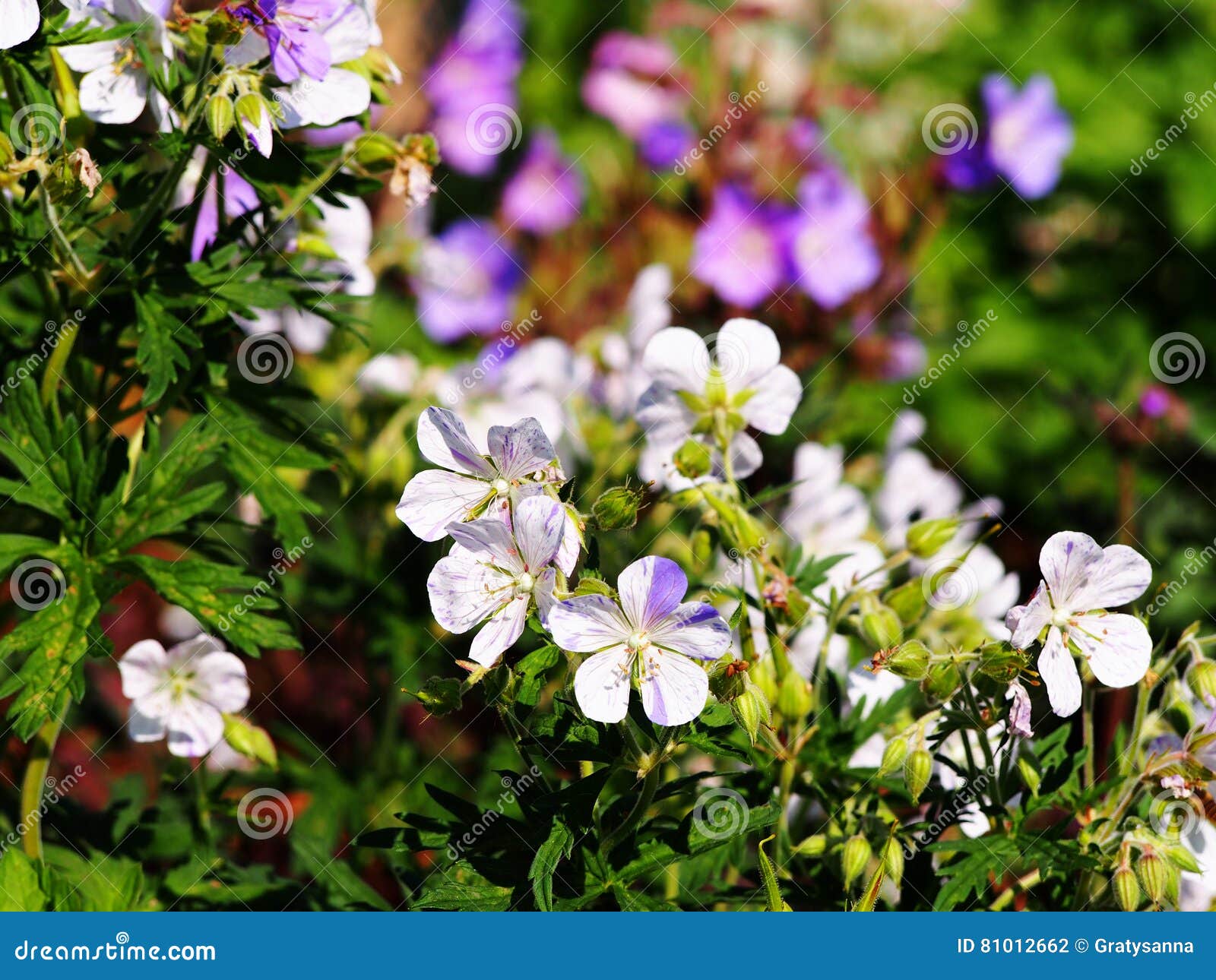 Geranium Pratense `Splish-Splash` Stock Photo - Image of colorful ...
