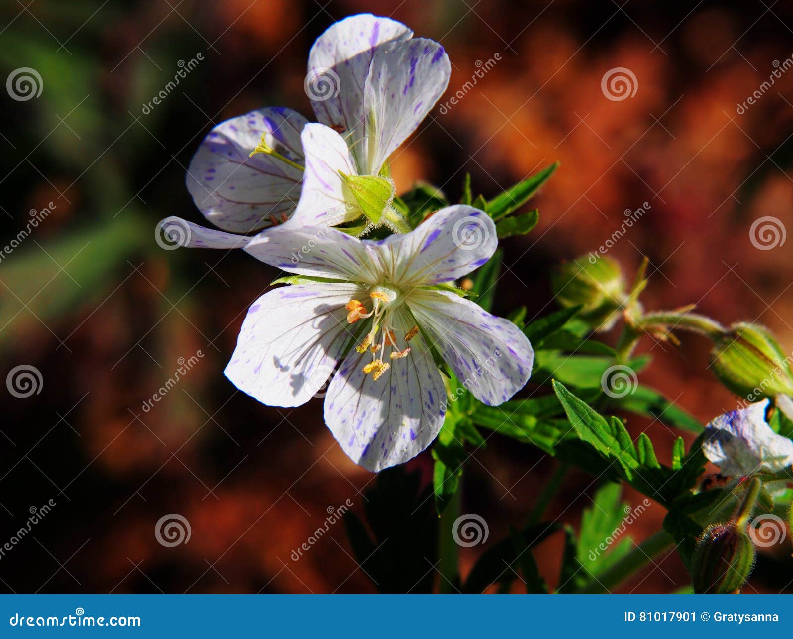 Geranium Pratense `Splish-Splash` Stock Image - Image of botany, nature ...