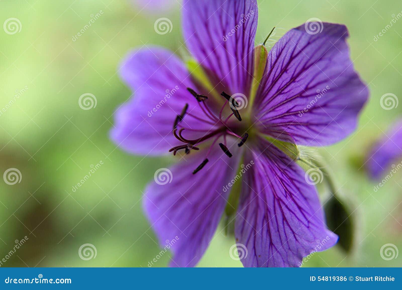 Geranium stock photo. Image of macro, nature, geranium - 54819386