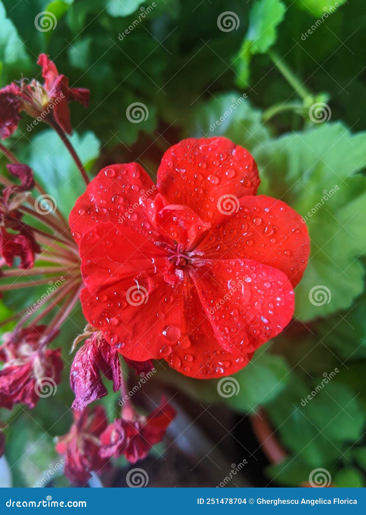 Geranium red flower stock photo. Image of detail, beautiful - 251478704