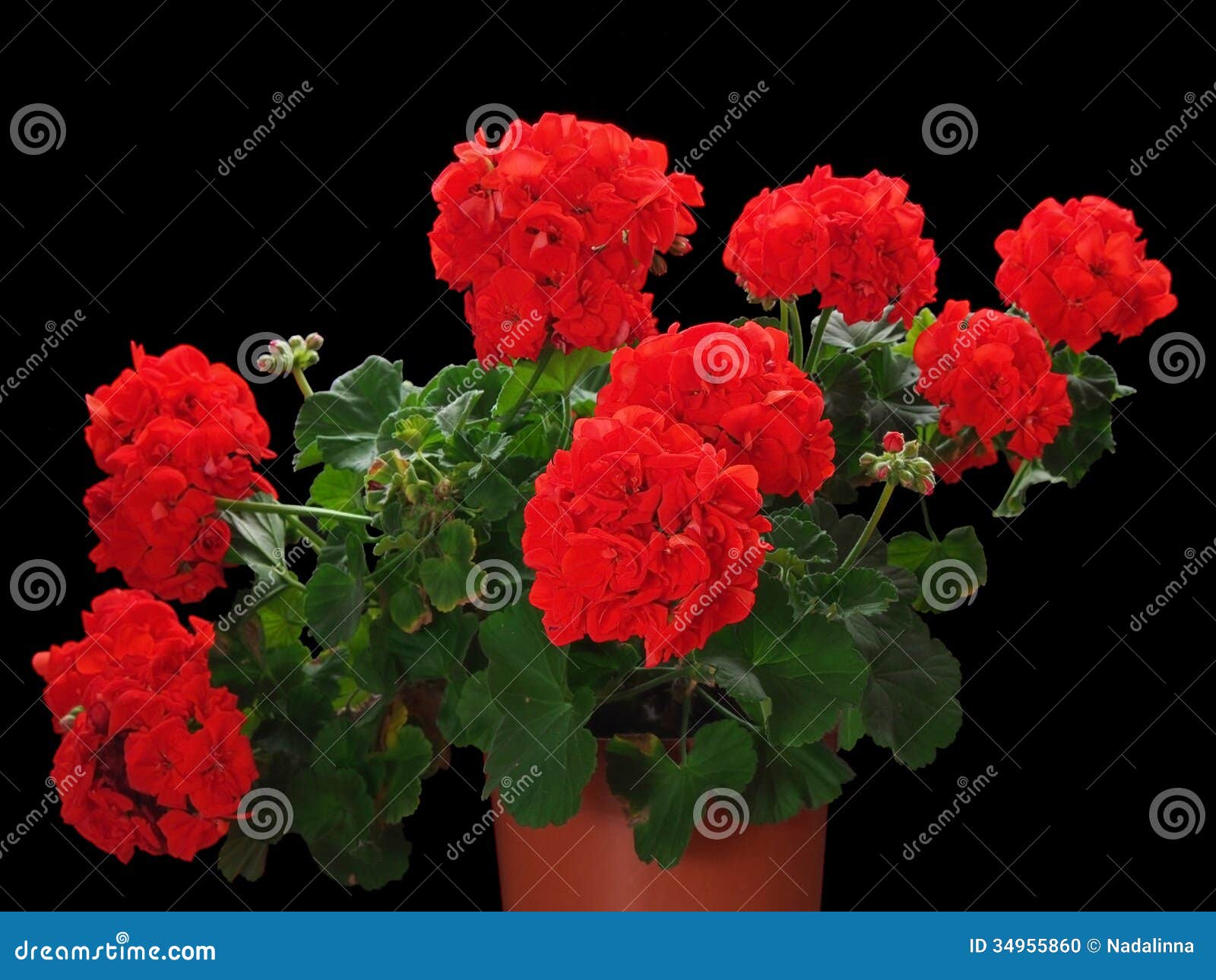 Geranium red flower in pot stock photo. Image of flower - 34955860