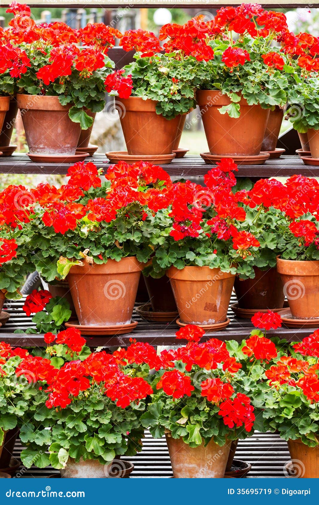 Geranium stock image. Image of perfume, closeup, garden - 35695719