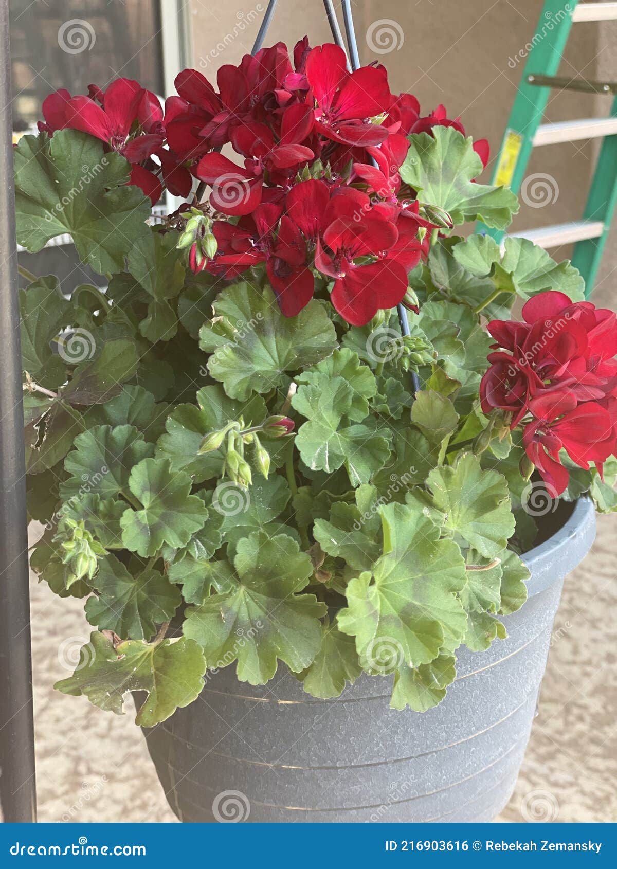 Geranium red 4284 stock photo. Image of closeup, ecology - 216903616