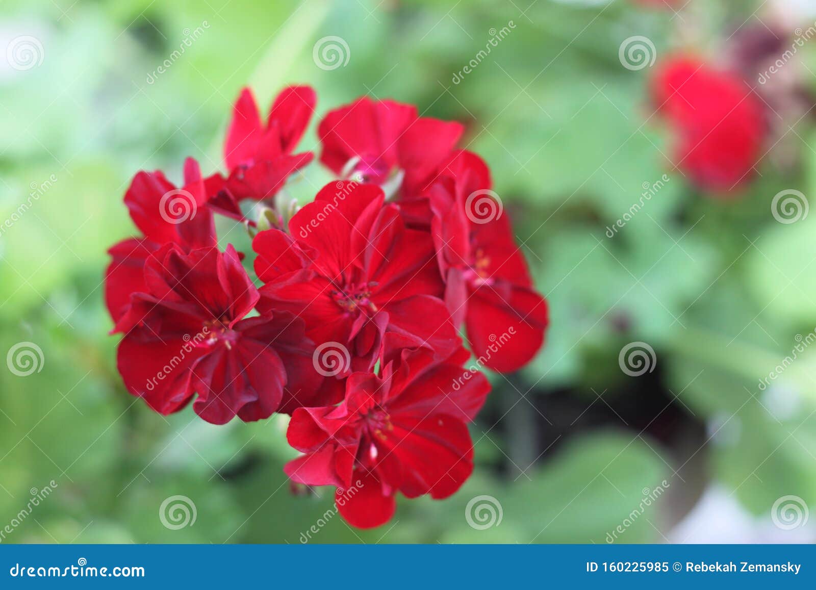 Geranium red 3335 stock image. Image of bunch, blossoms - 160225985