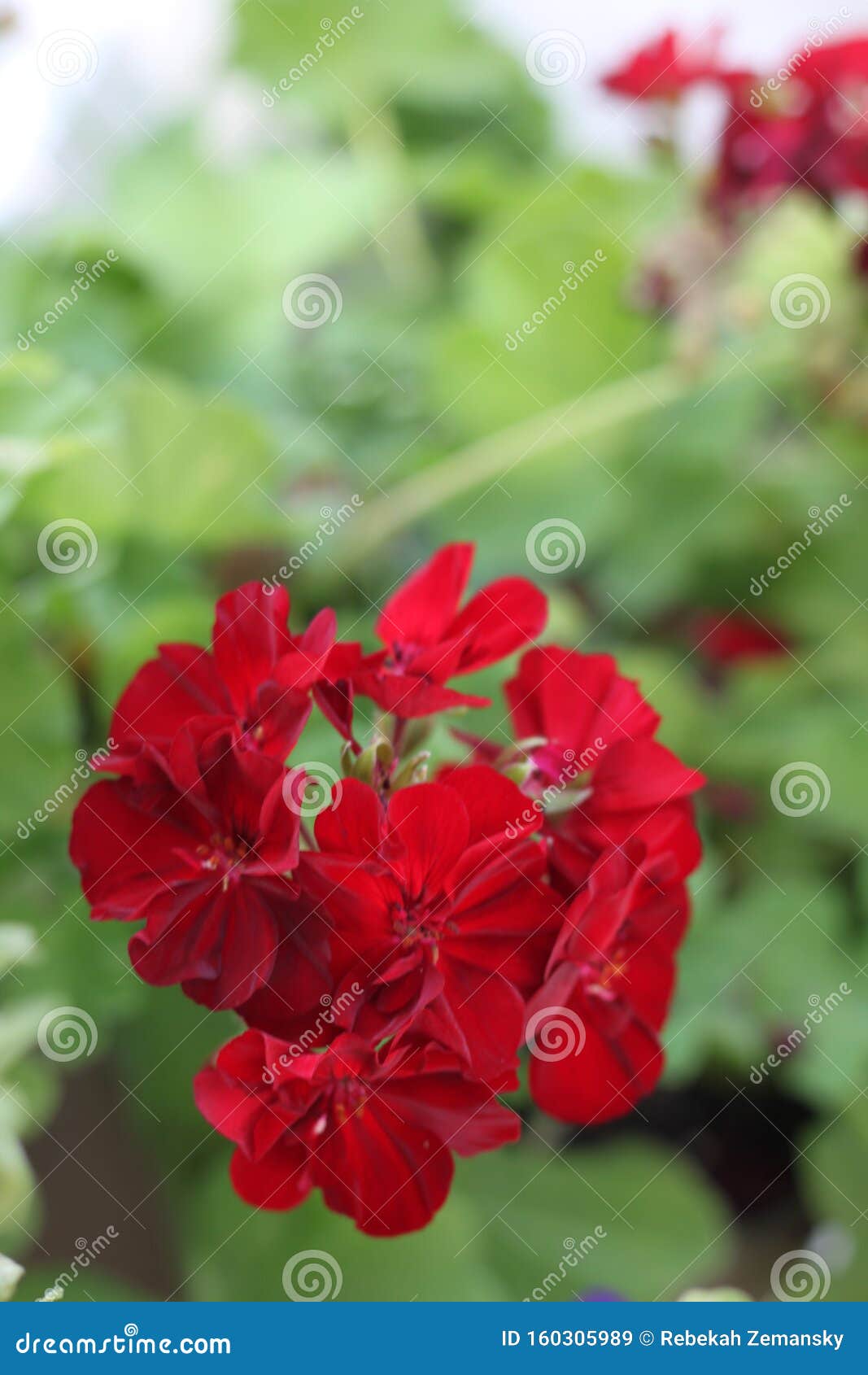 Geranium red 3331 stock image. Image of colorful, domestic - 160305989