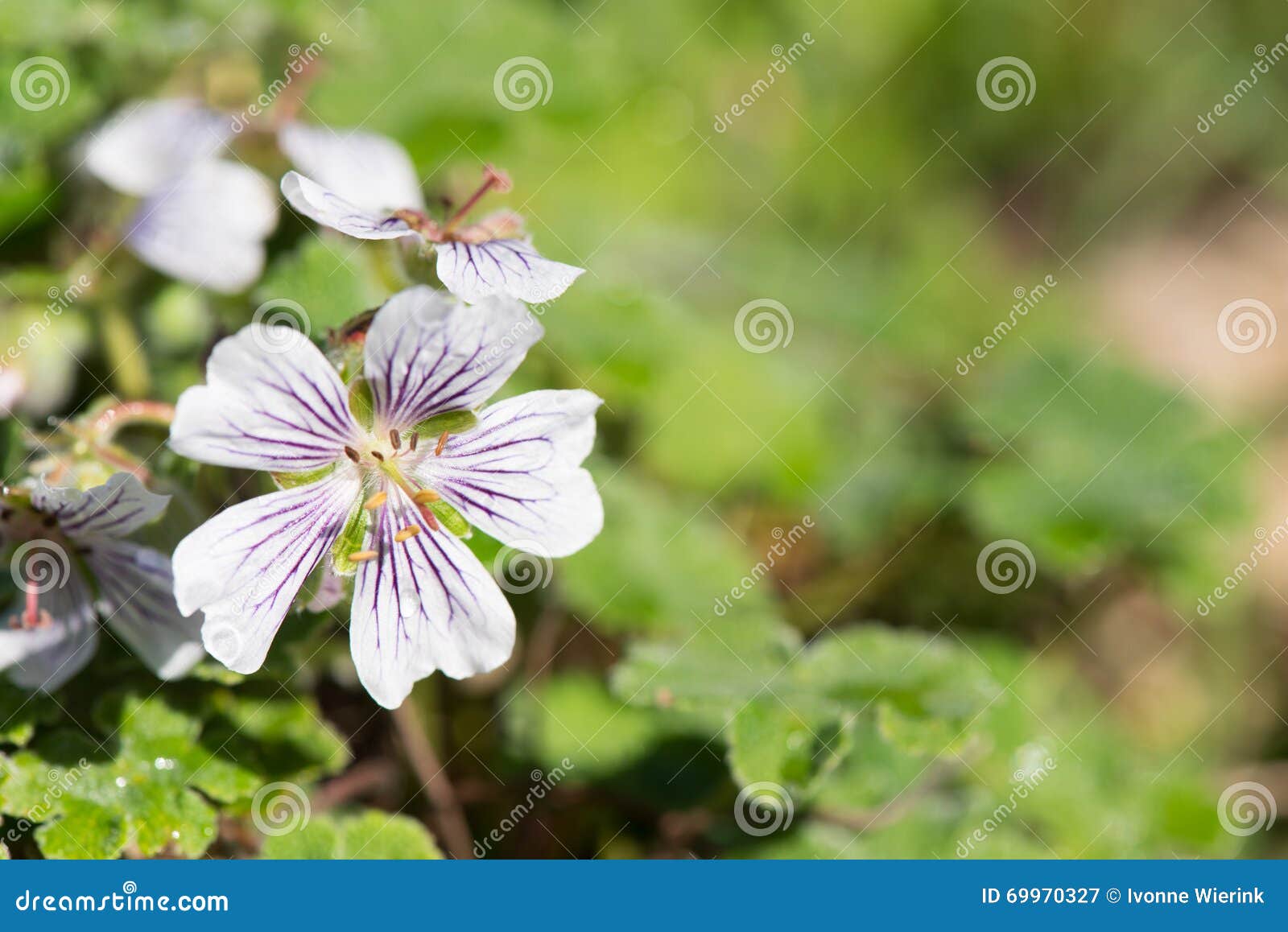 Geranium Renardii White and Blue Stock Image - Image of sunshine, white ...