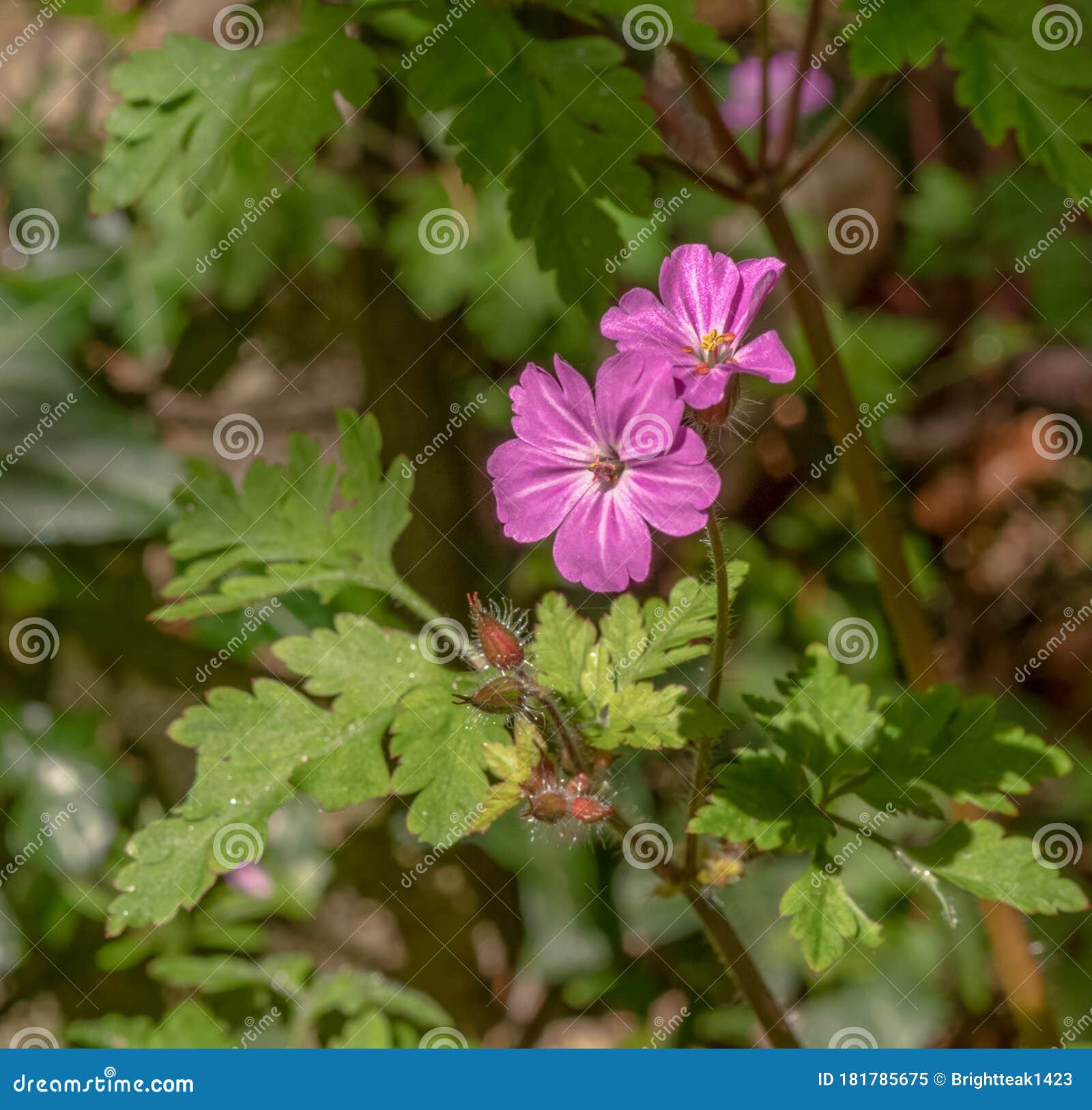 Geranium Robertianum, Herb-Robert, Red Robin, Storksbill, Stinking Bob ...