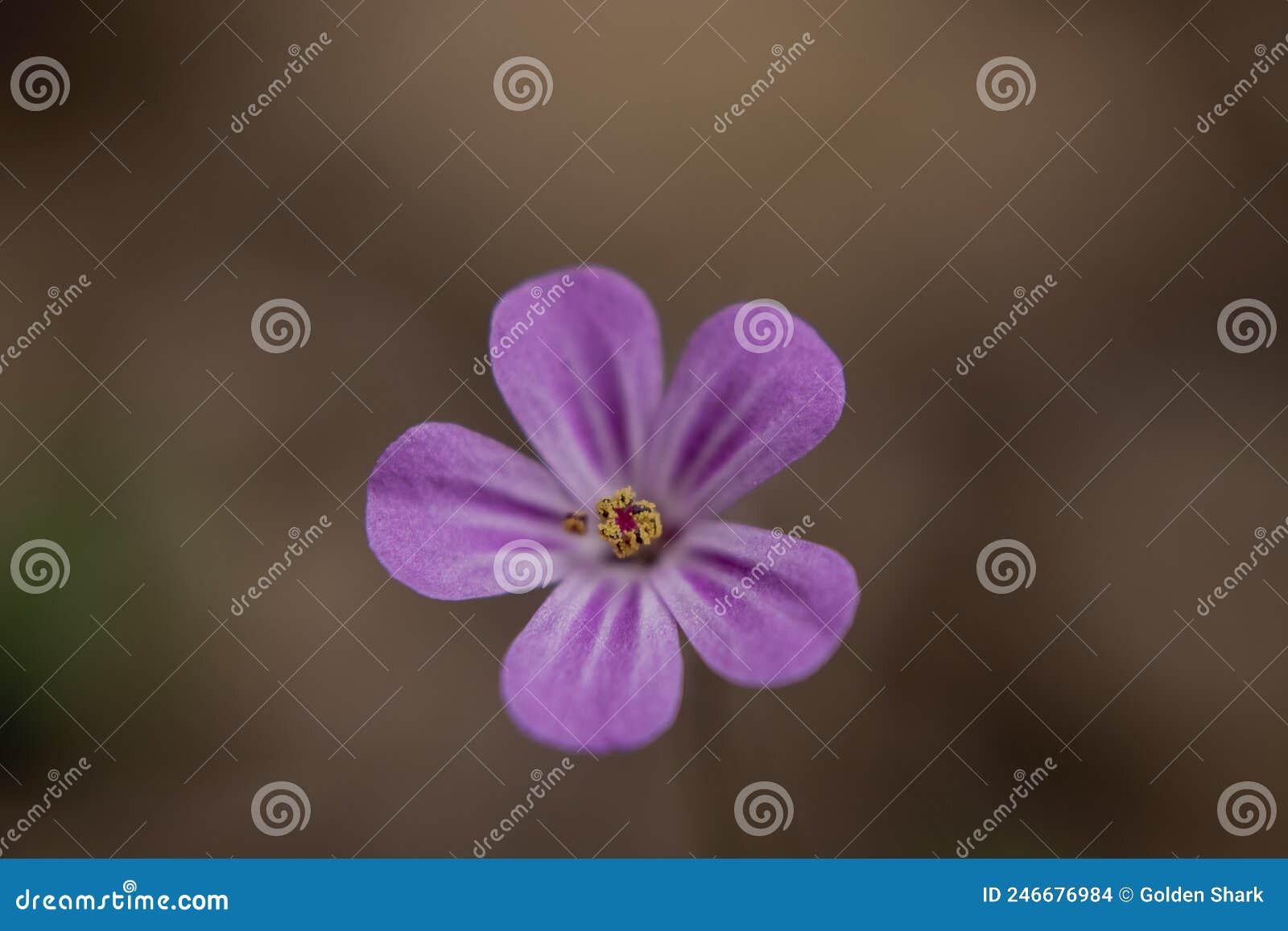 Geranium Robertianum, Herb-Robert, Red Robin, Storksbill, Stinking Bob ...