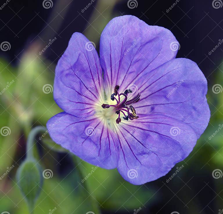 Geranium Rozanne stock photo. Image of botanical, blue - 2595606